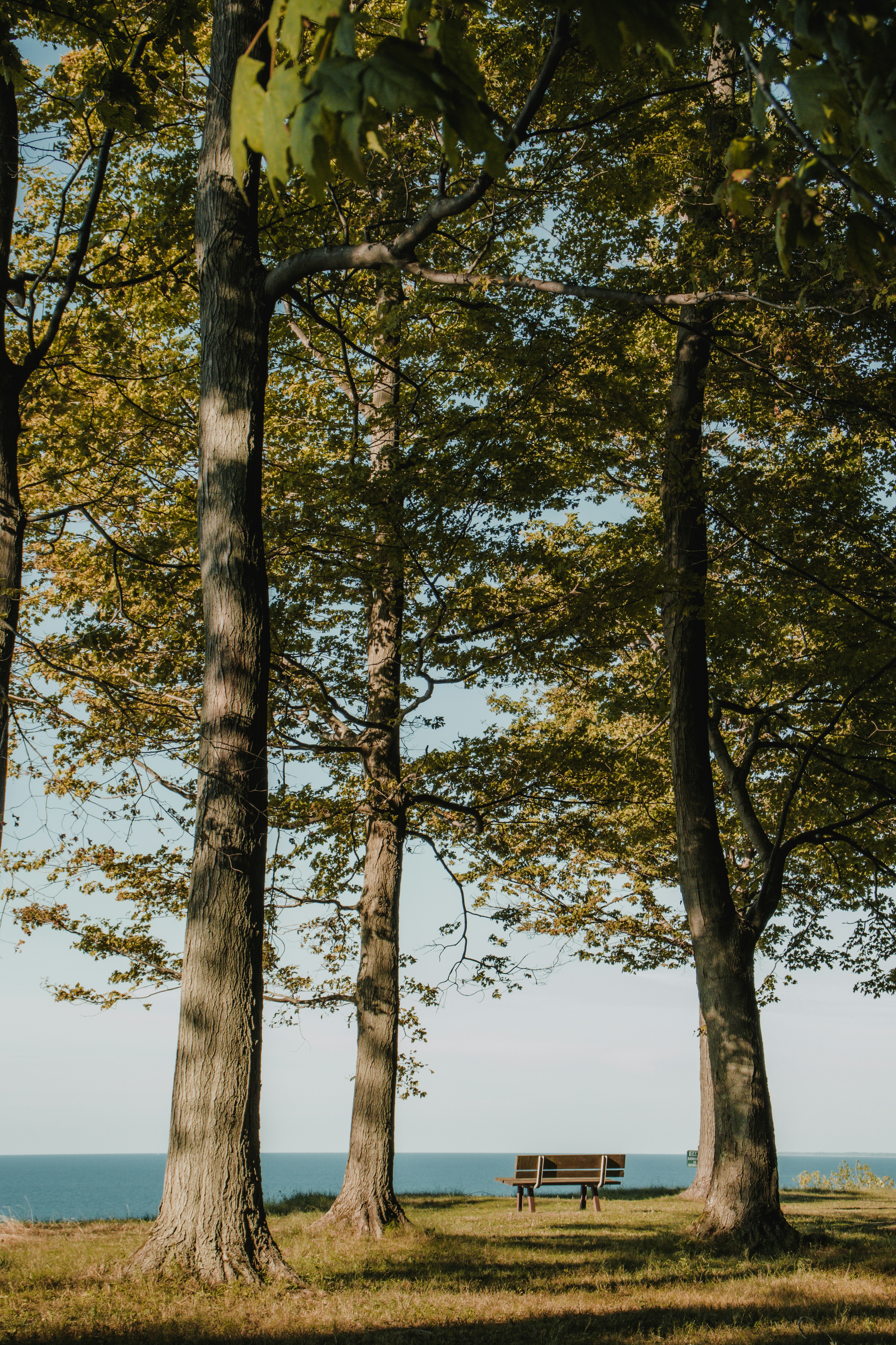 Foto zum Thema Eine Bank sitzt unter einem Baum – Kostenloses Bild zu # ...