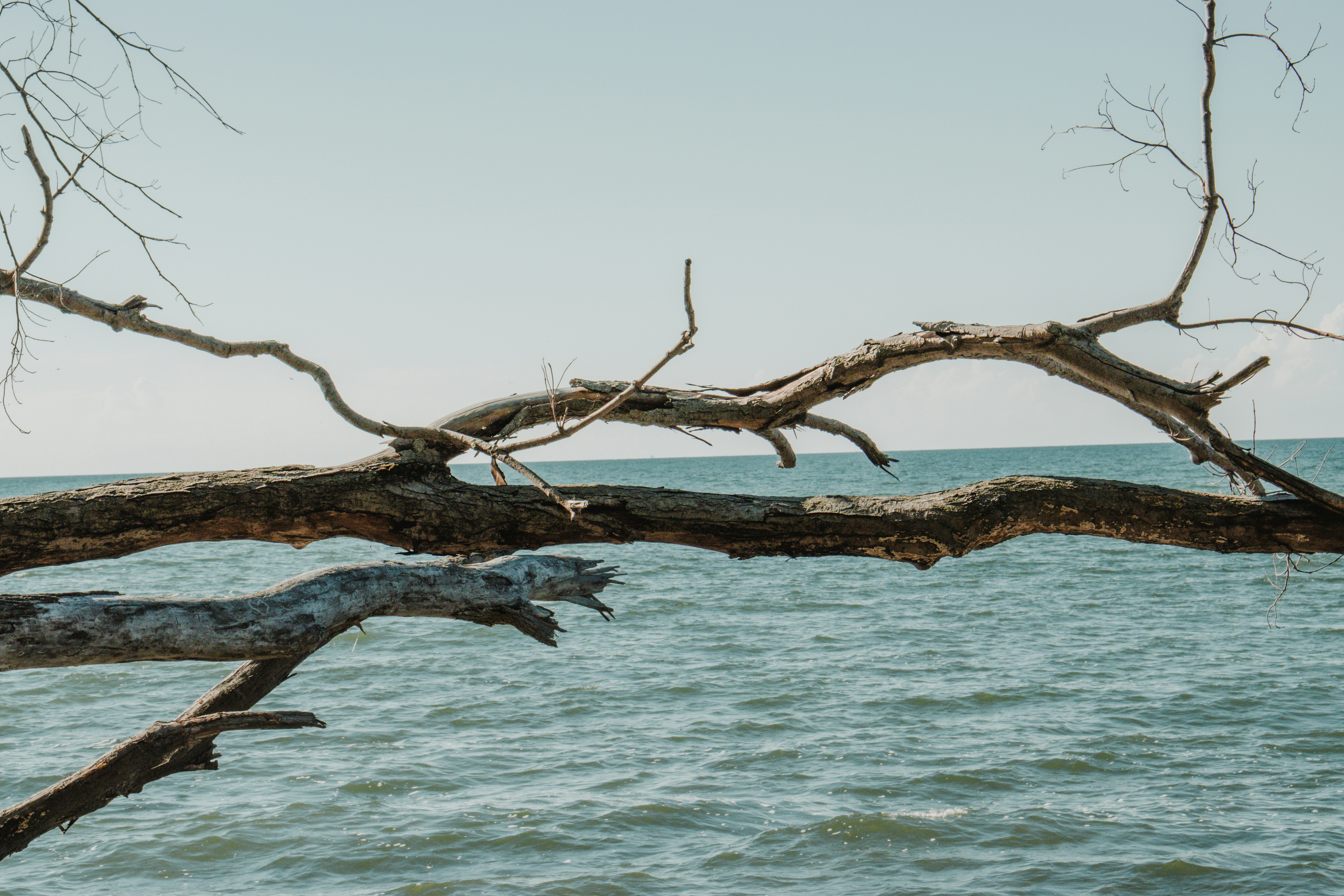 A tree branch over water photo – Free Grey Image on Unsplash