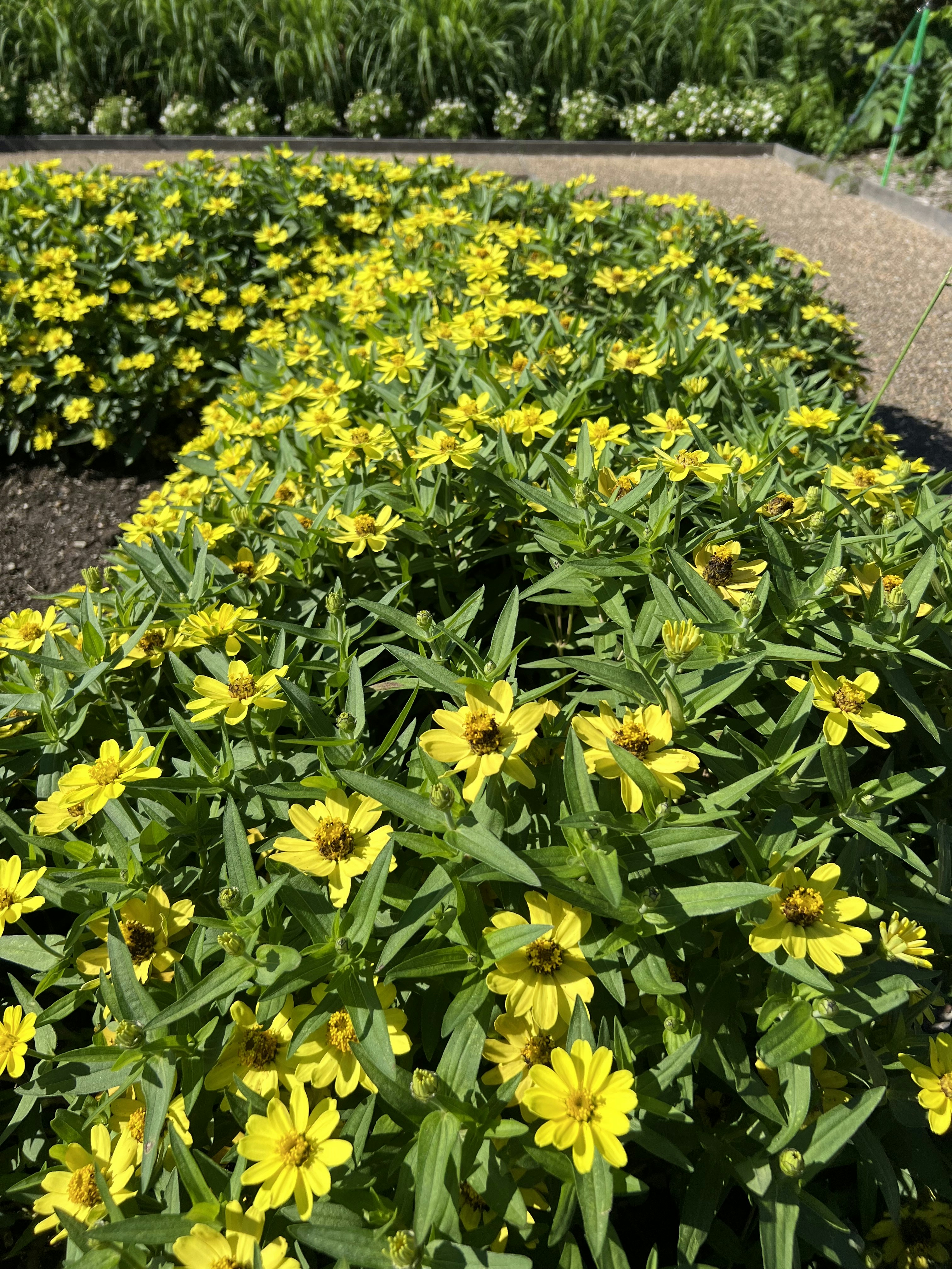 A garden of yellow flowers photo – Free Lee's dim sum Image on Unsplash