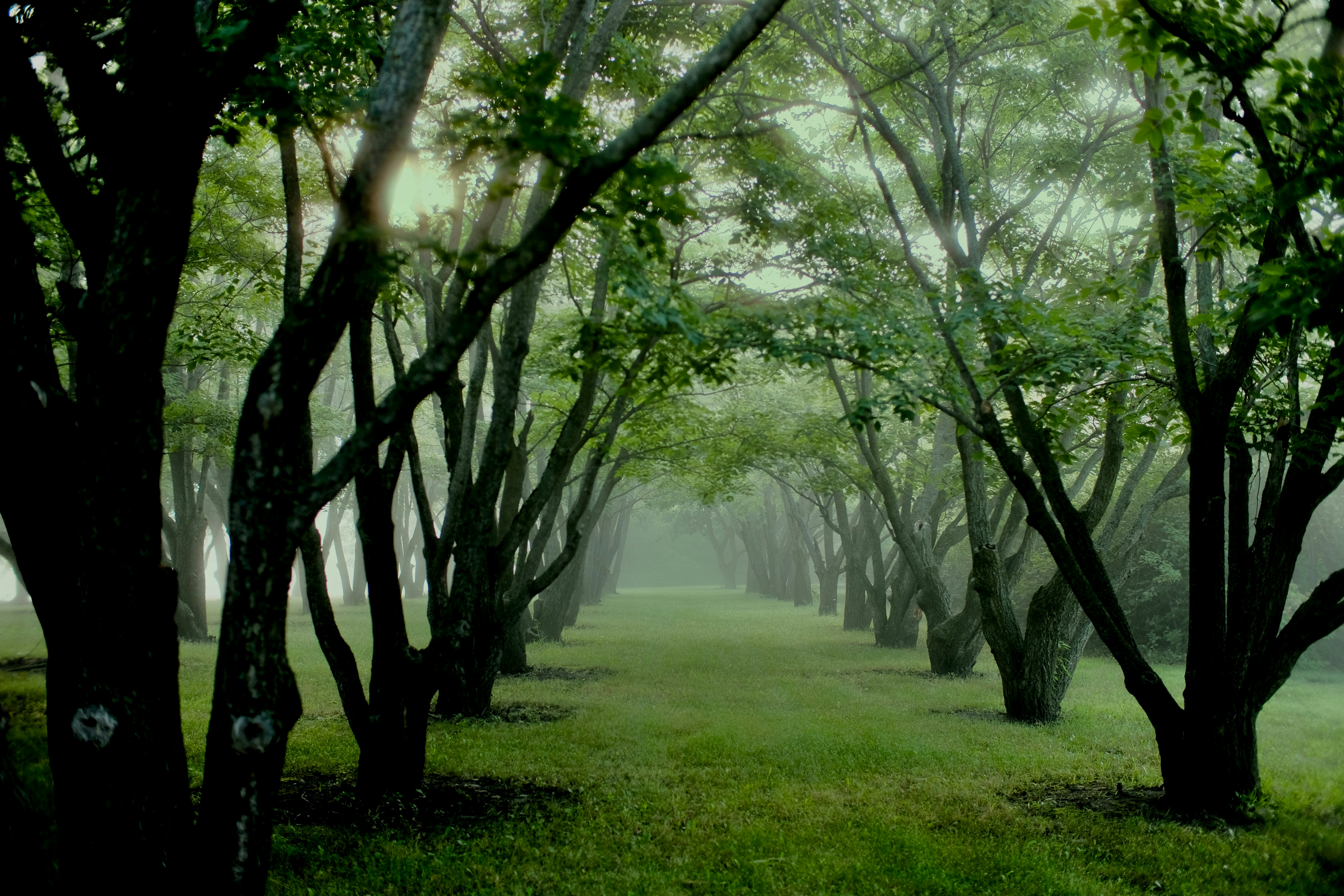 Mist-Lined Aisle: The Quiet Vanishing Point of an Orchard