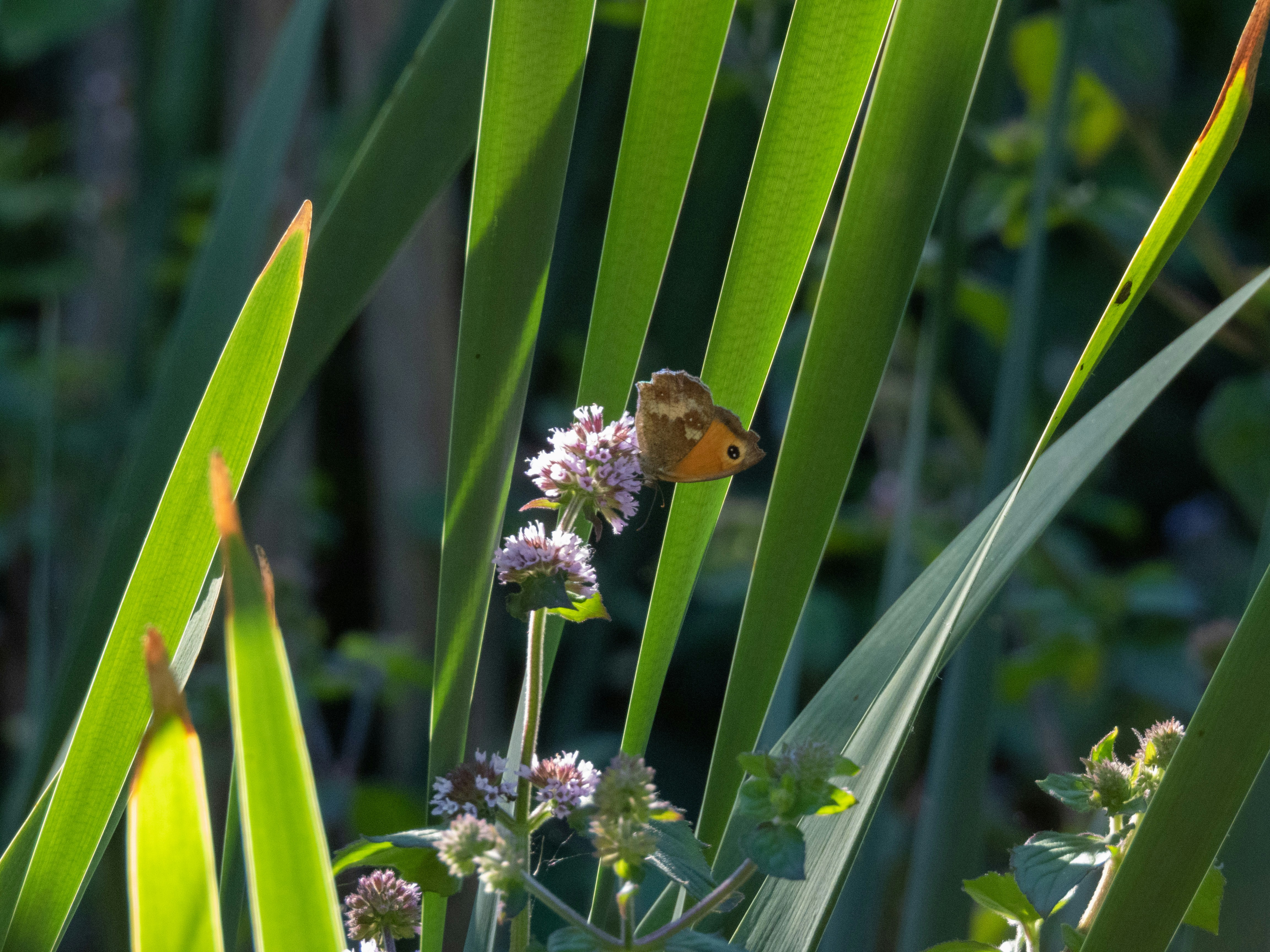 Meadow brown butterfly perched delicately on a flower amidst tall green leaves.