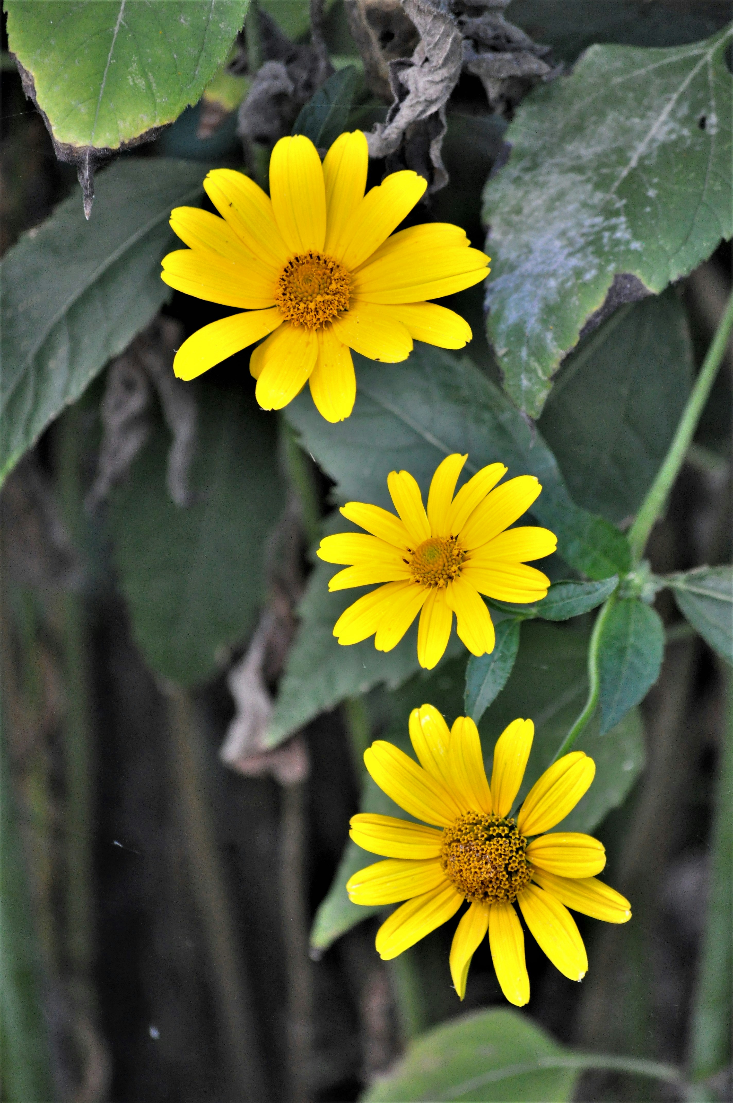 a group of yellow flowers