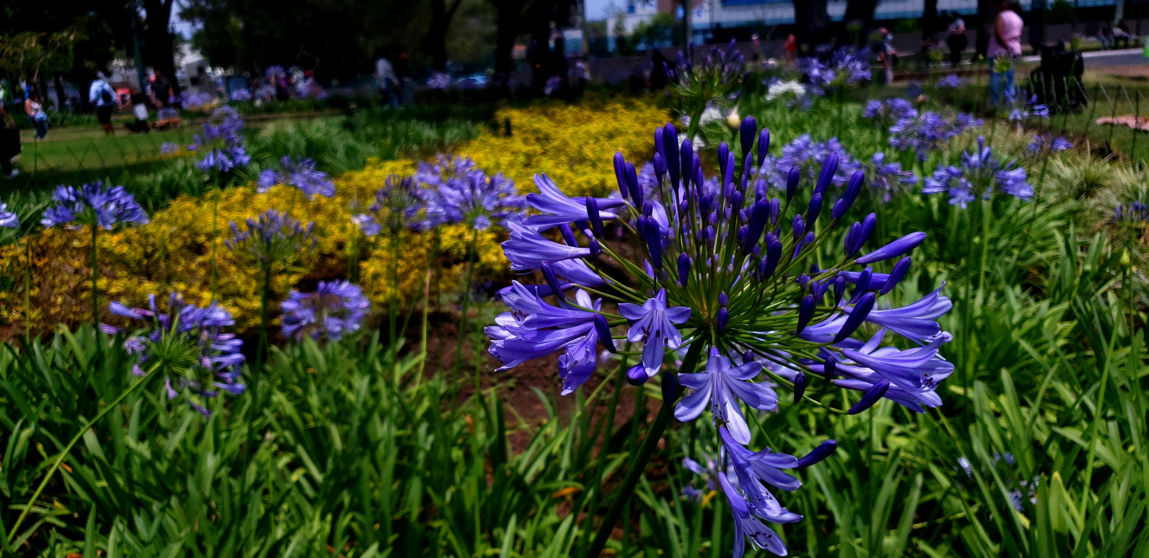 Purple Allium in a Sunlit Park Border