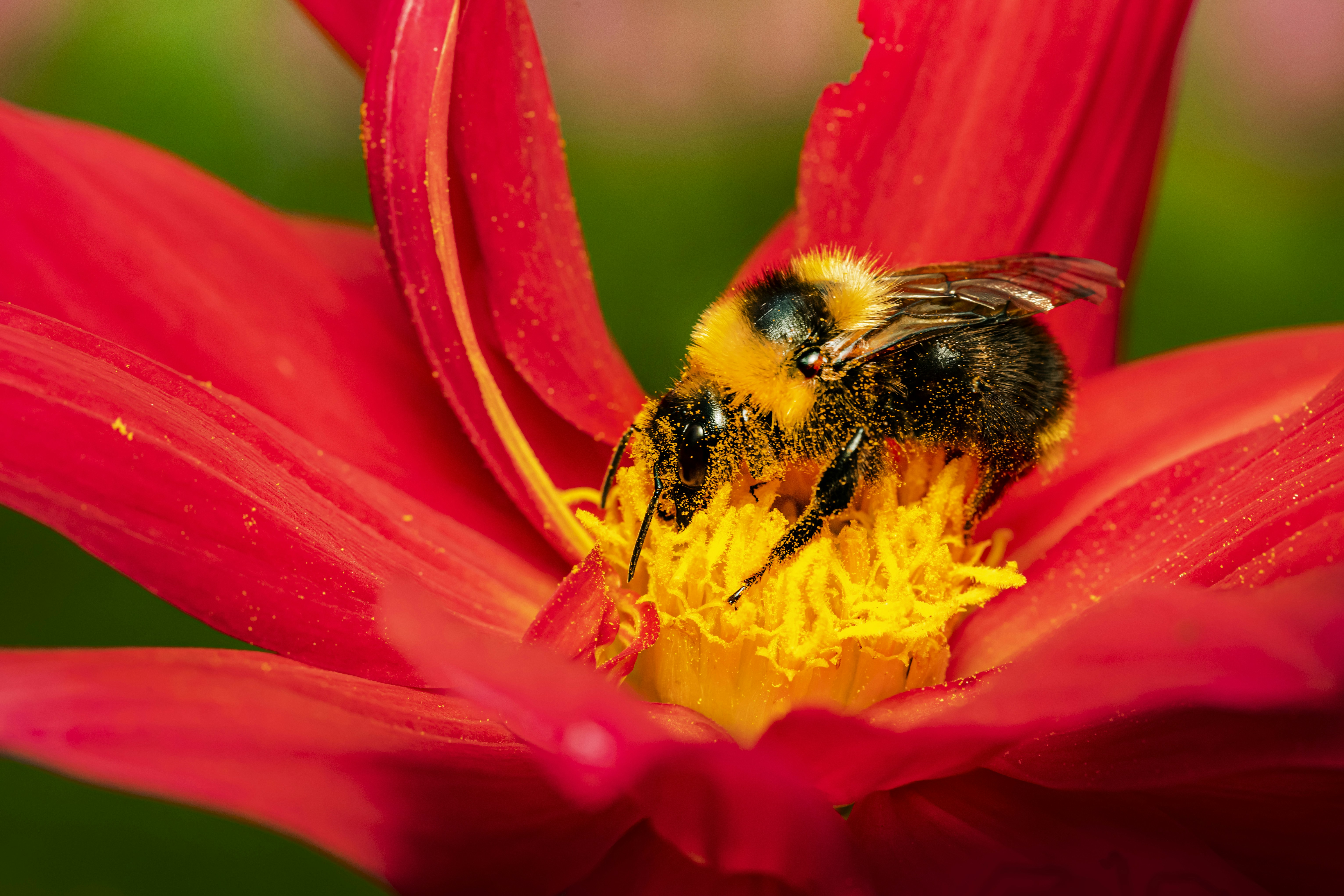 A bee on a flower photo – Free Animal Image on Unsplash