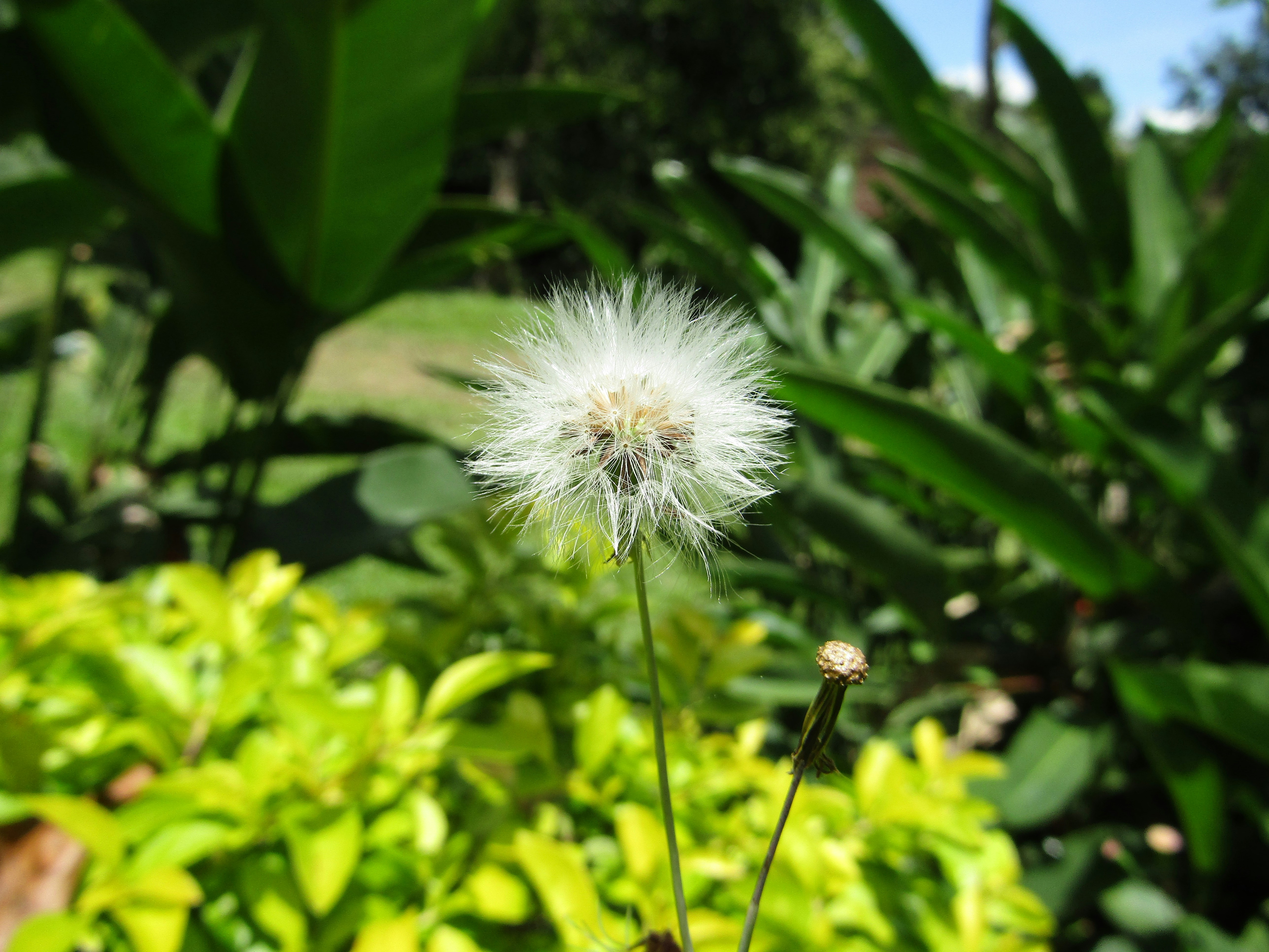 A dandelion flower in a bush photo – Free Plant Image on Unsplash