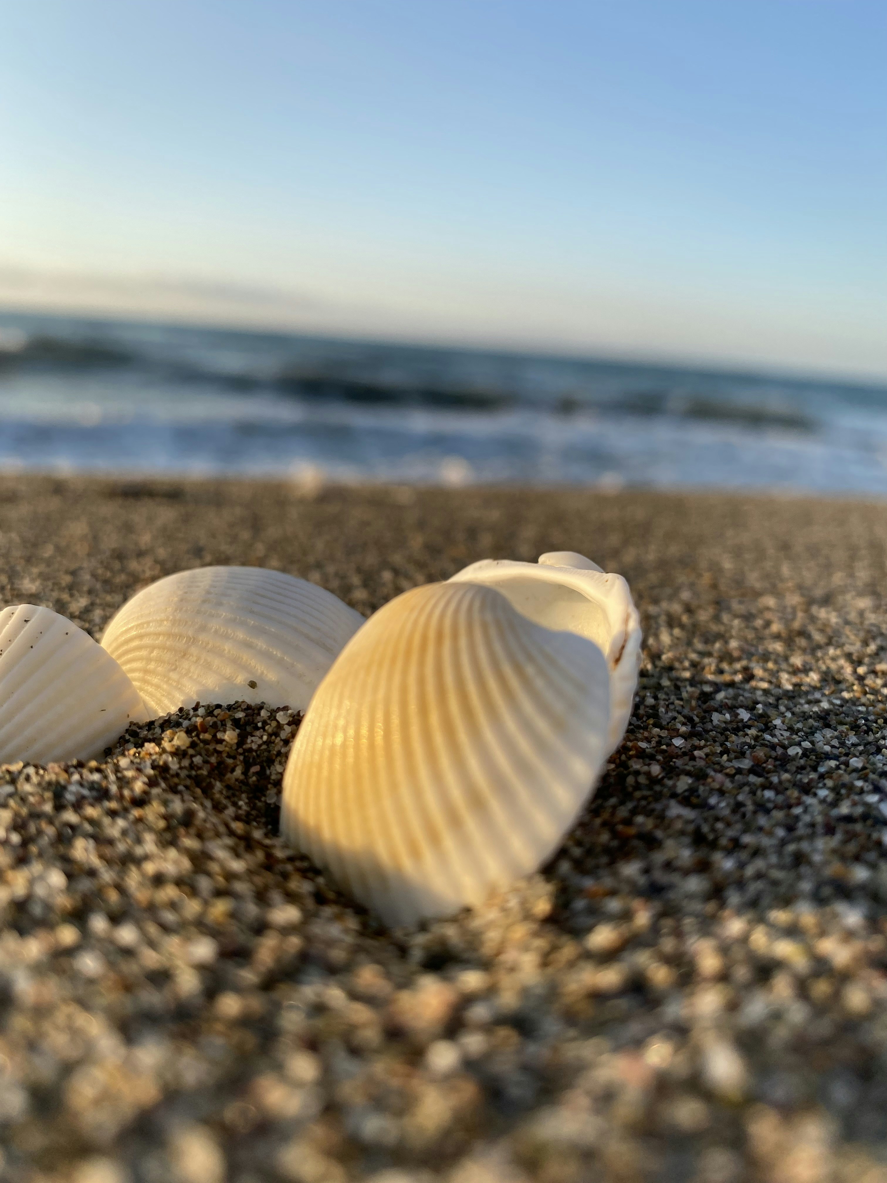 A close up of a seashell on a beach photo – Free Image on Unsplash