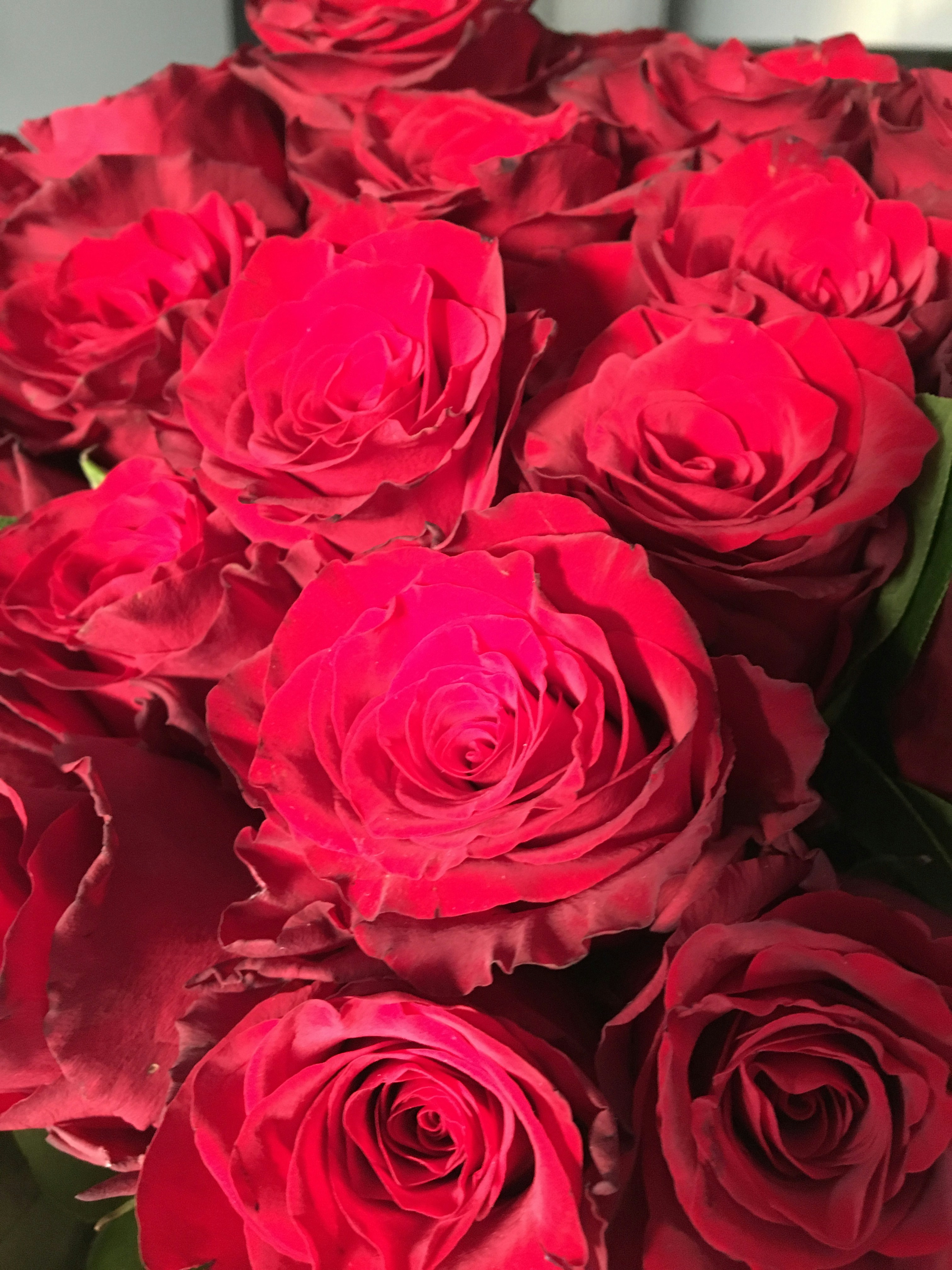A group of red roses photo – Free Red Image on Unsplash
