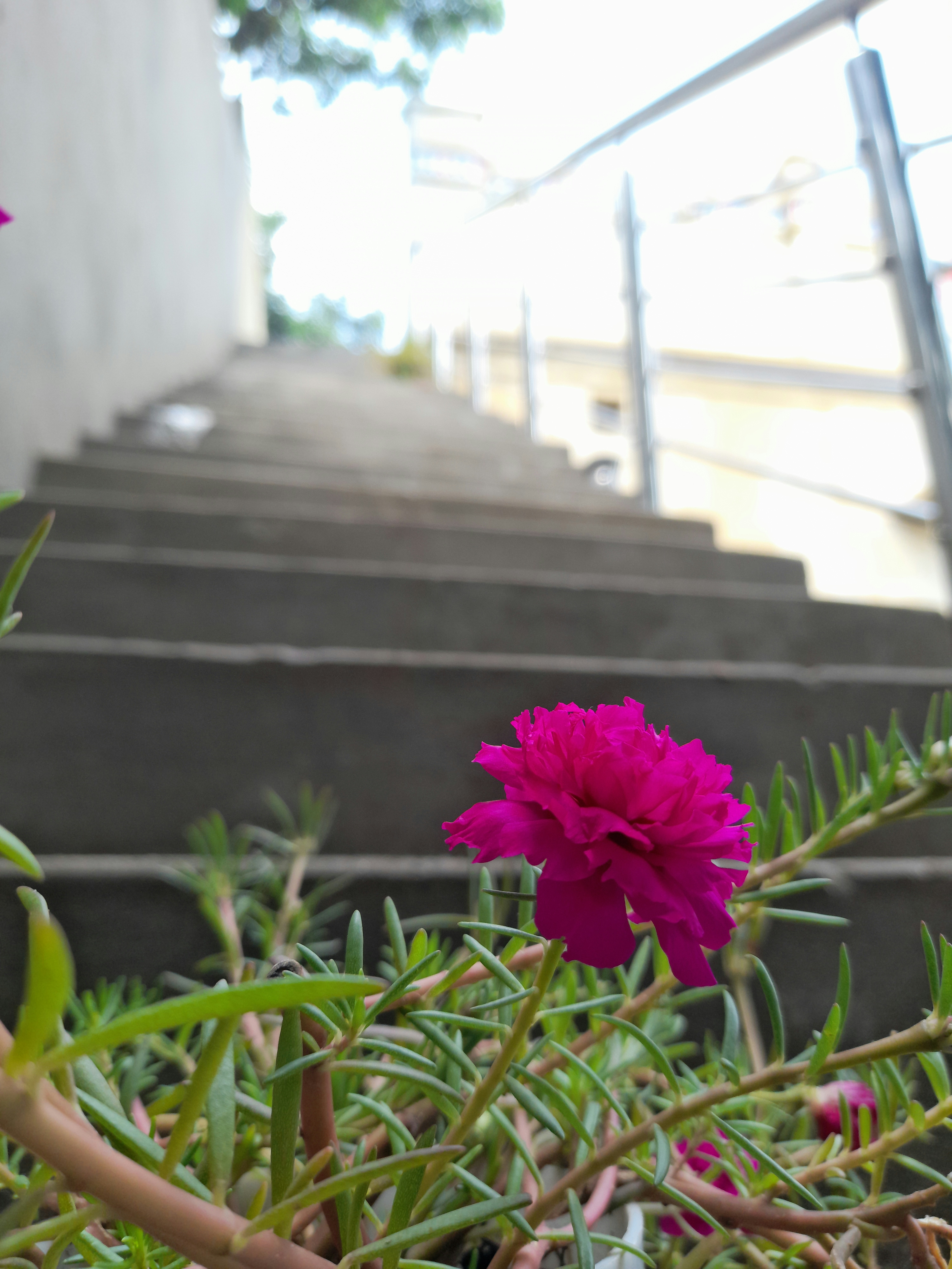 Pink flower in focus with blurred steps ascending in the background.