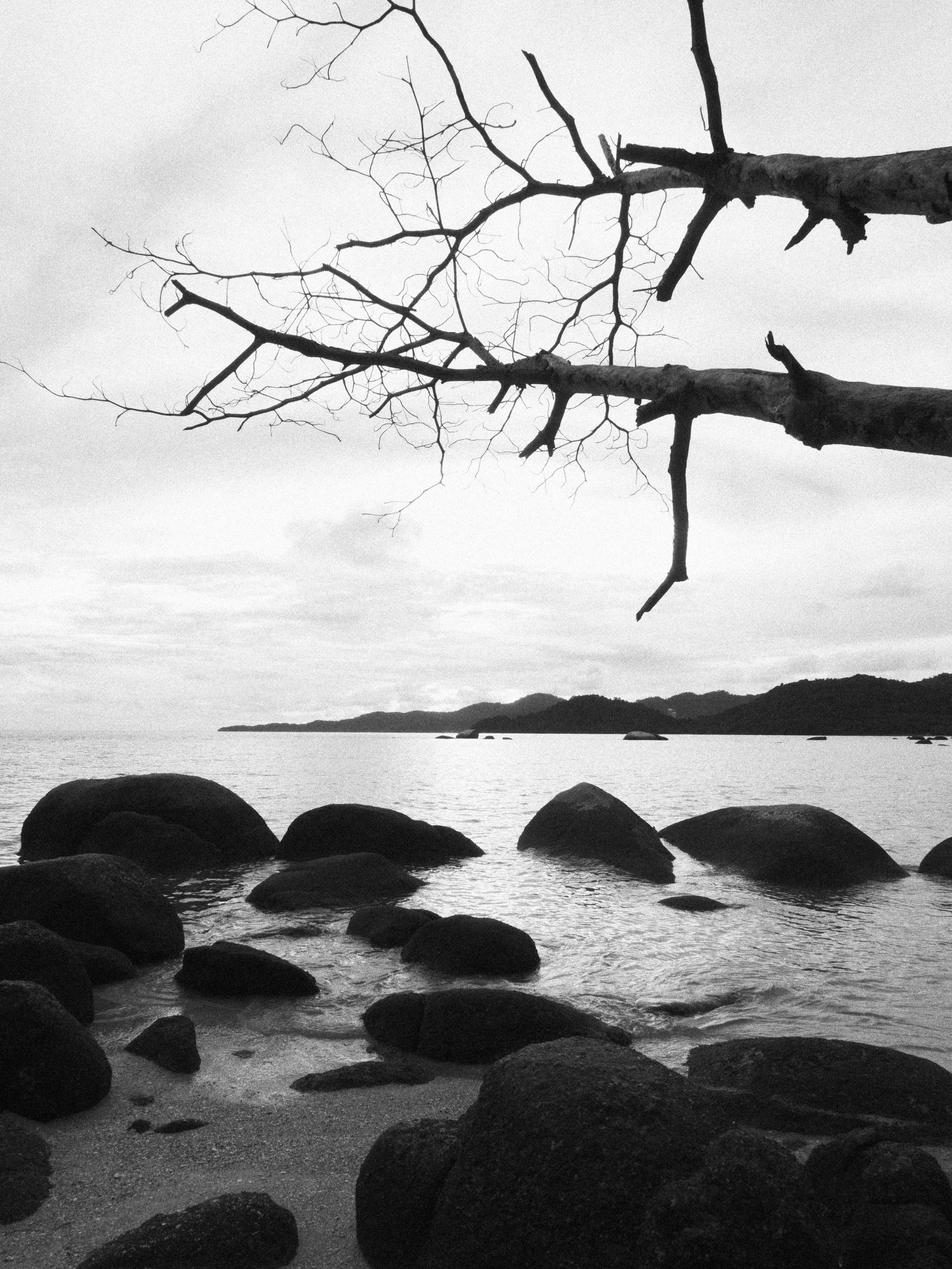 Branching Silence over a Granite Shore in Monochrome