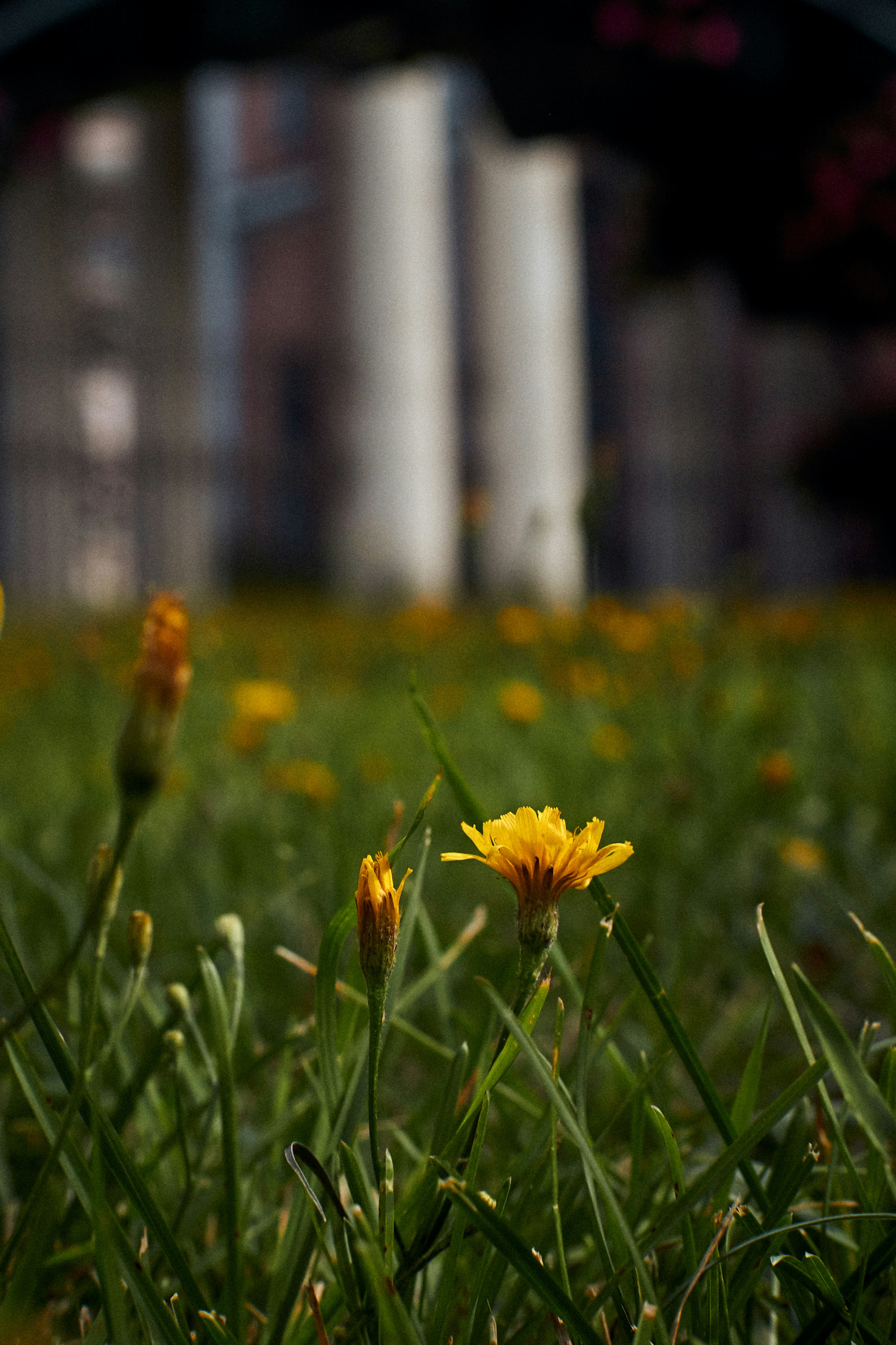 Golden Bloom in a Field with Fuzzy Industrial Background
