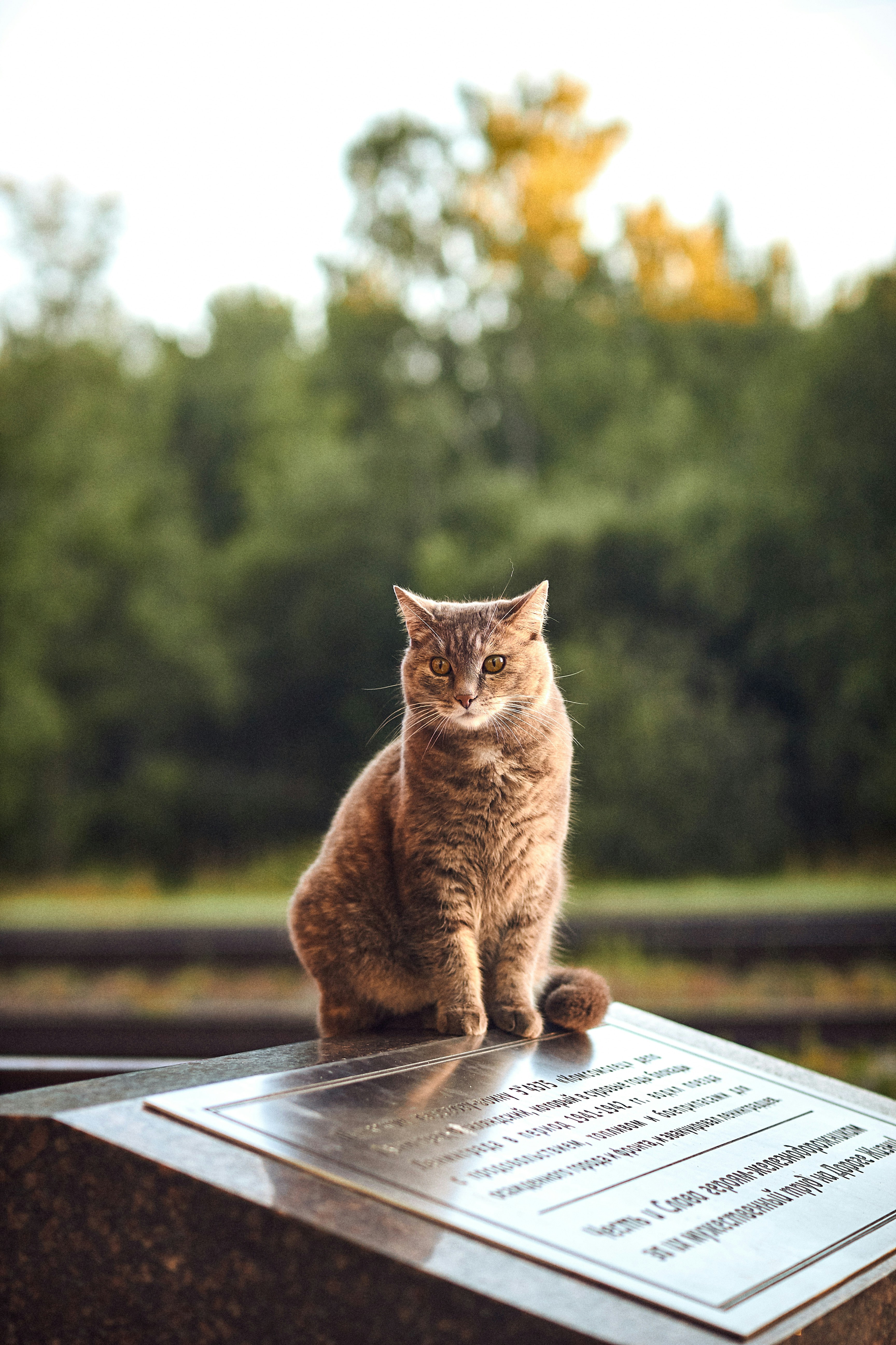 Whiskered Sentinel on a Plaque by the Quiet Tracks
