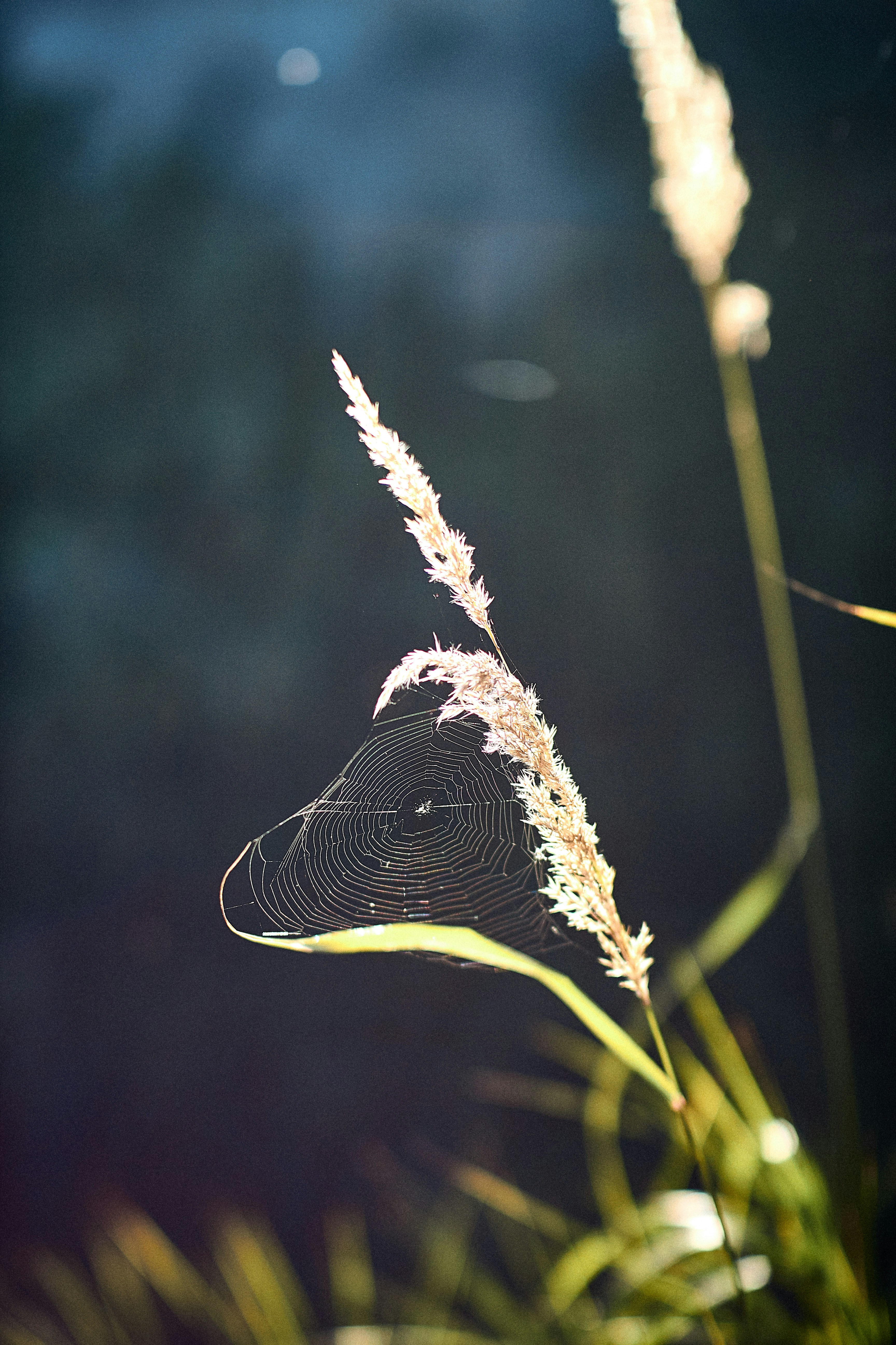Delicate spider web glistening on a grass blade under soft sunlight, showcasing intricate patterns and textures.