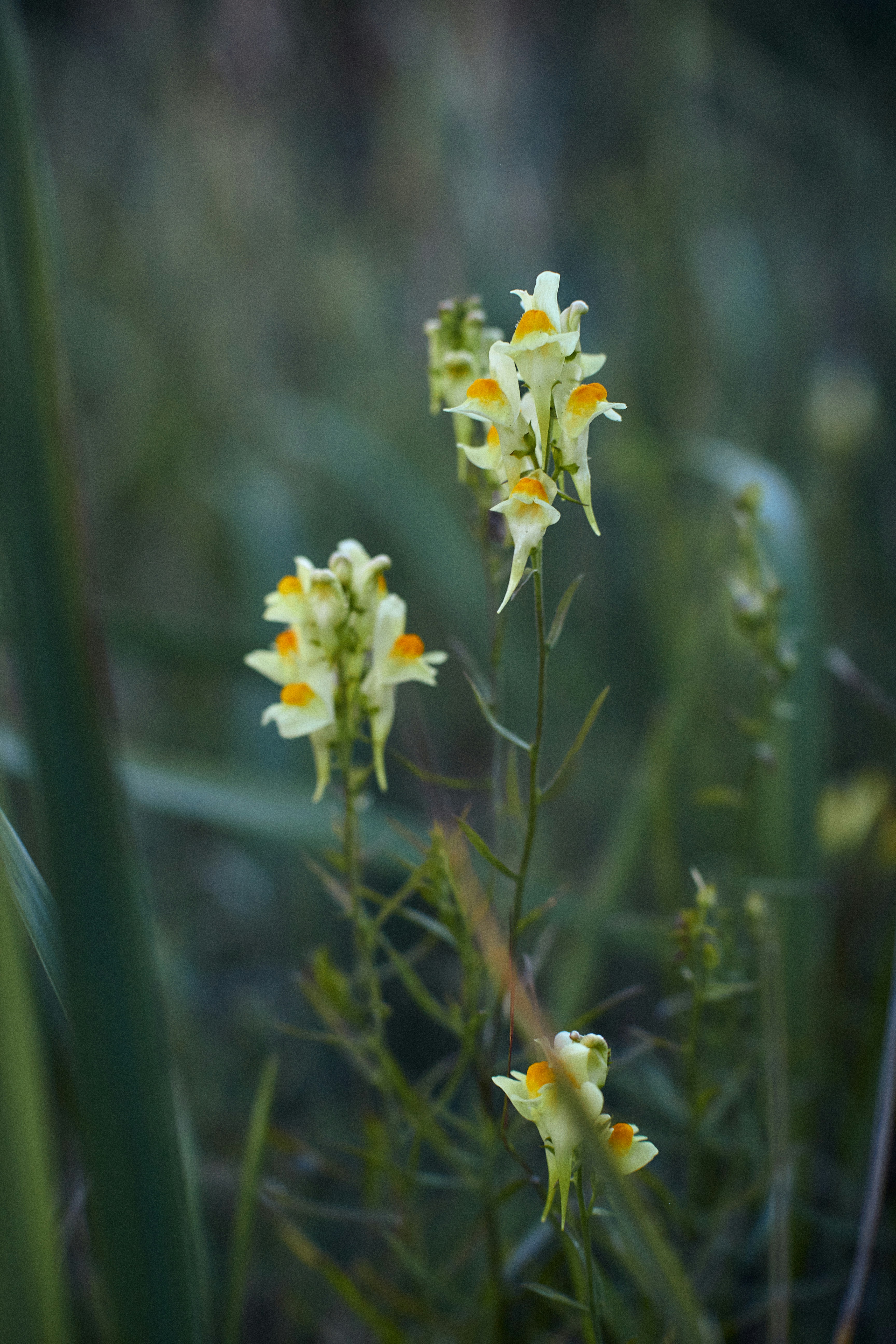 Yellow-tipped wildflowers rise through a blur of green stems