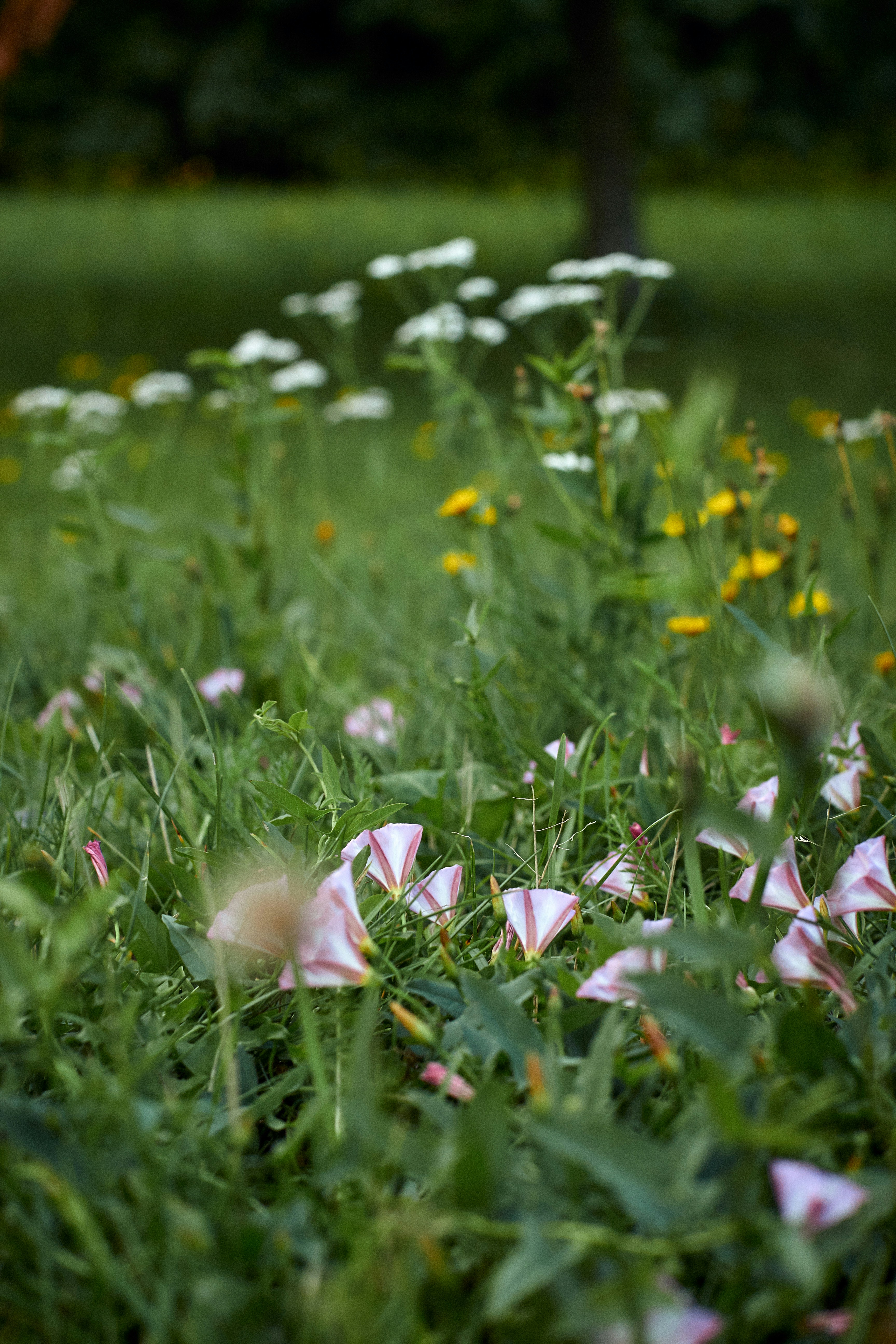 a field of flowers