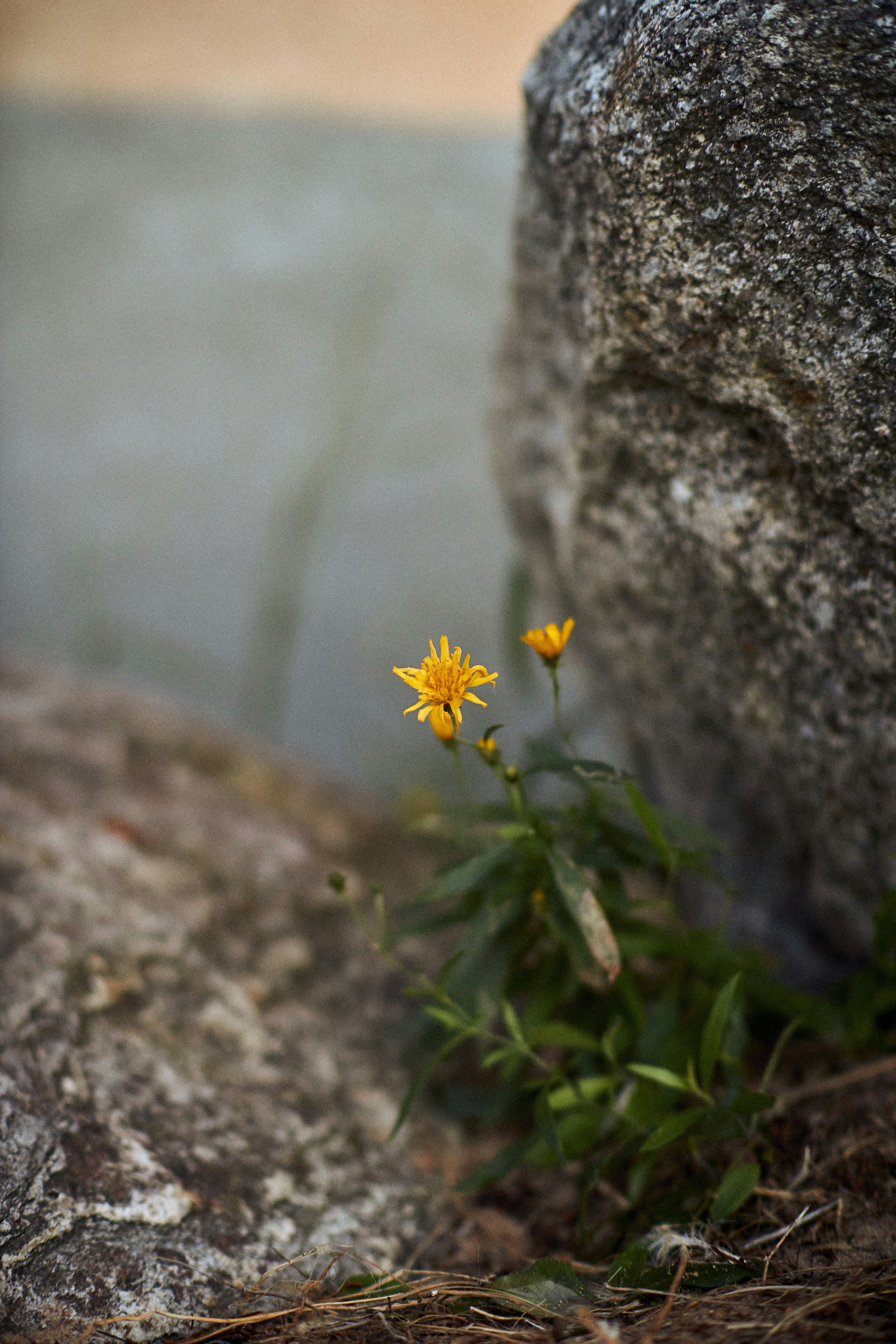 Tiny Golden Flower Stands Between Weathered Rocks