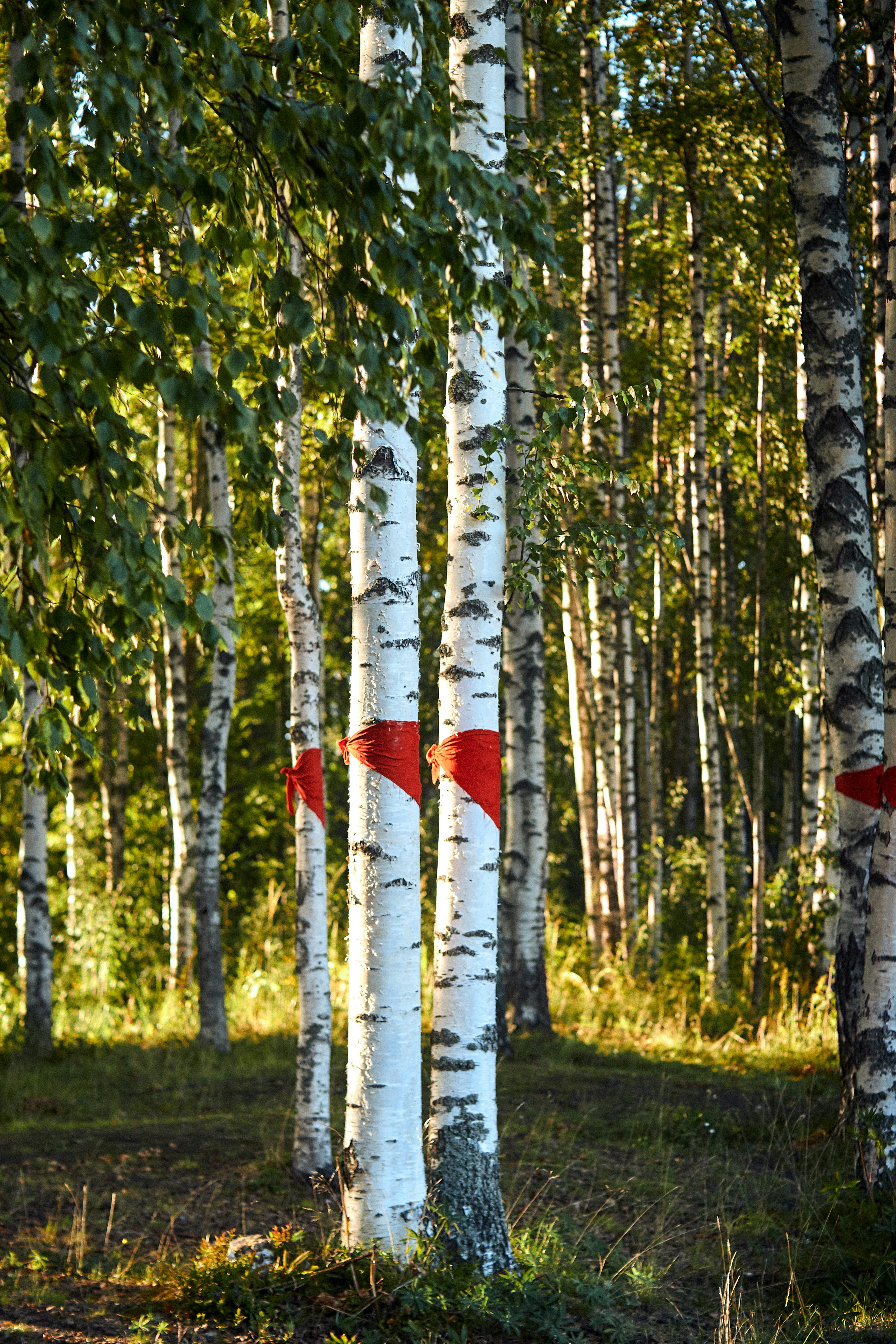 A group of trees with red and white flags photo – Free Image on Unsplash