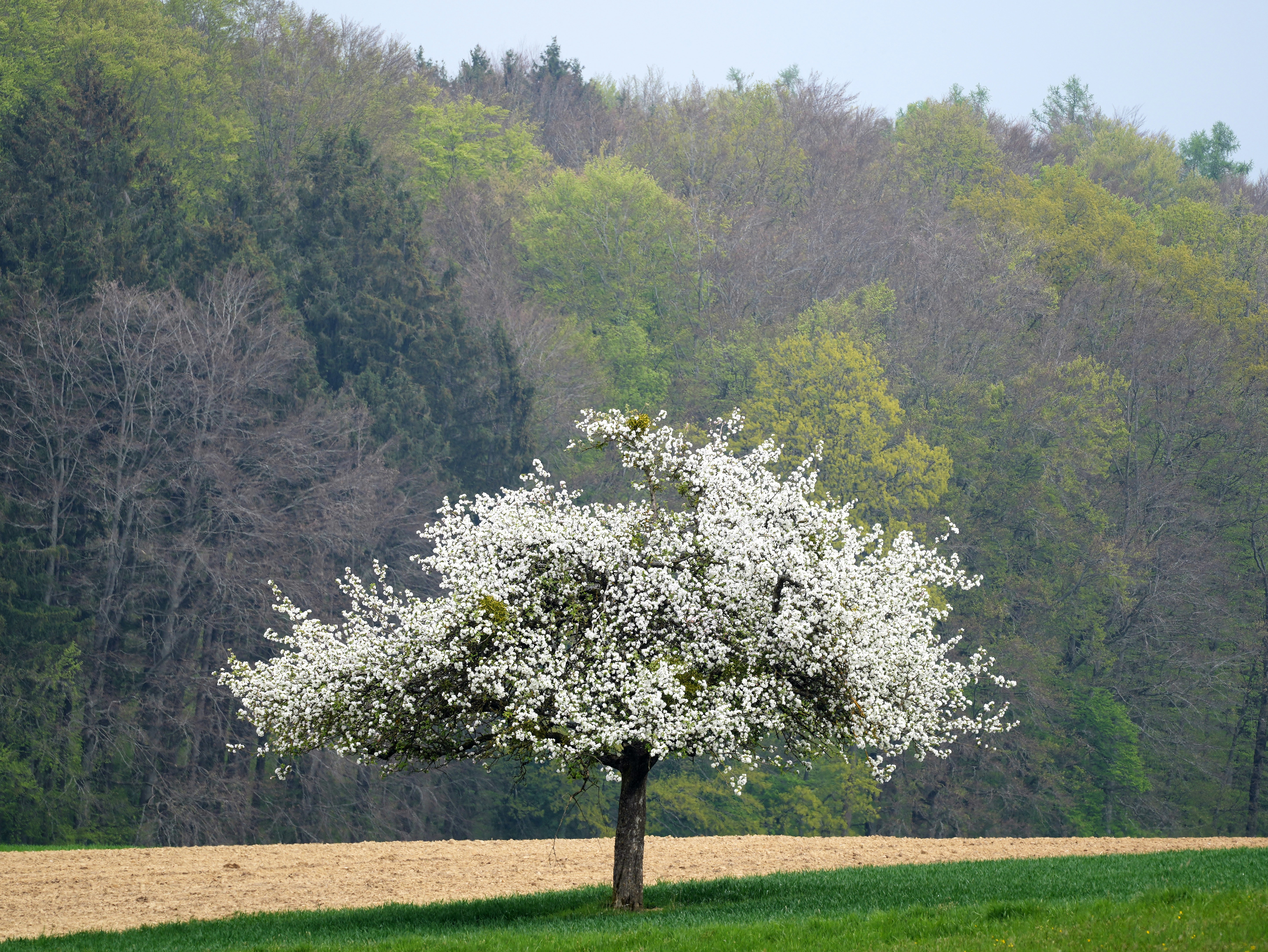 Snow-White Blossom Tree Stand Amid a Quiet Meadow