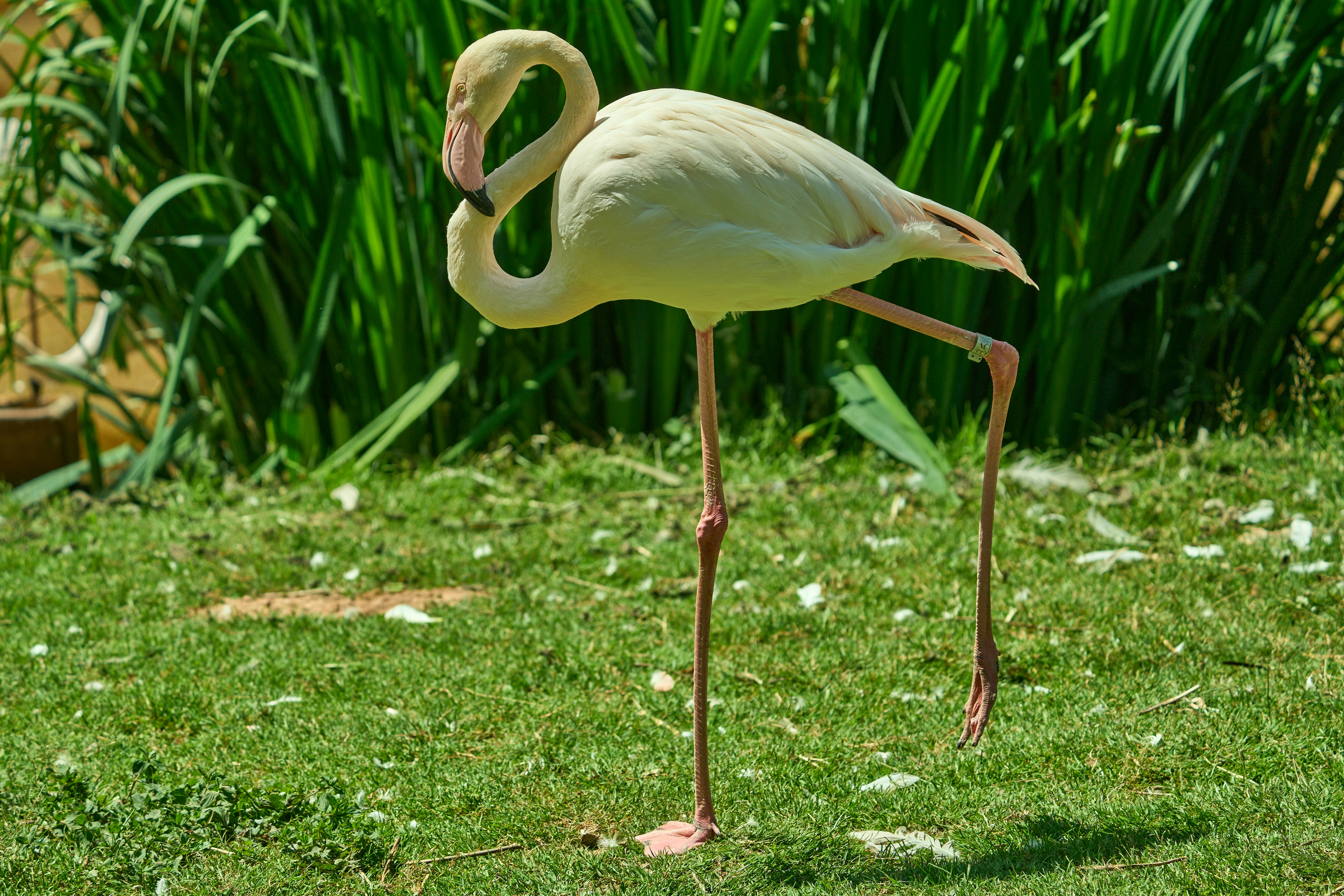 a white bird with a long beak