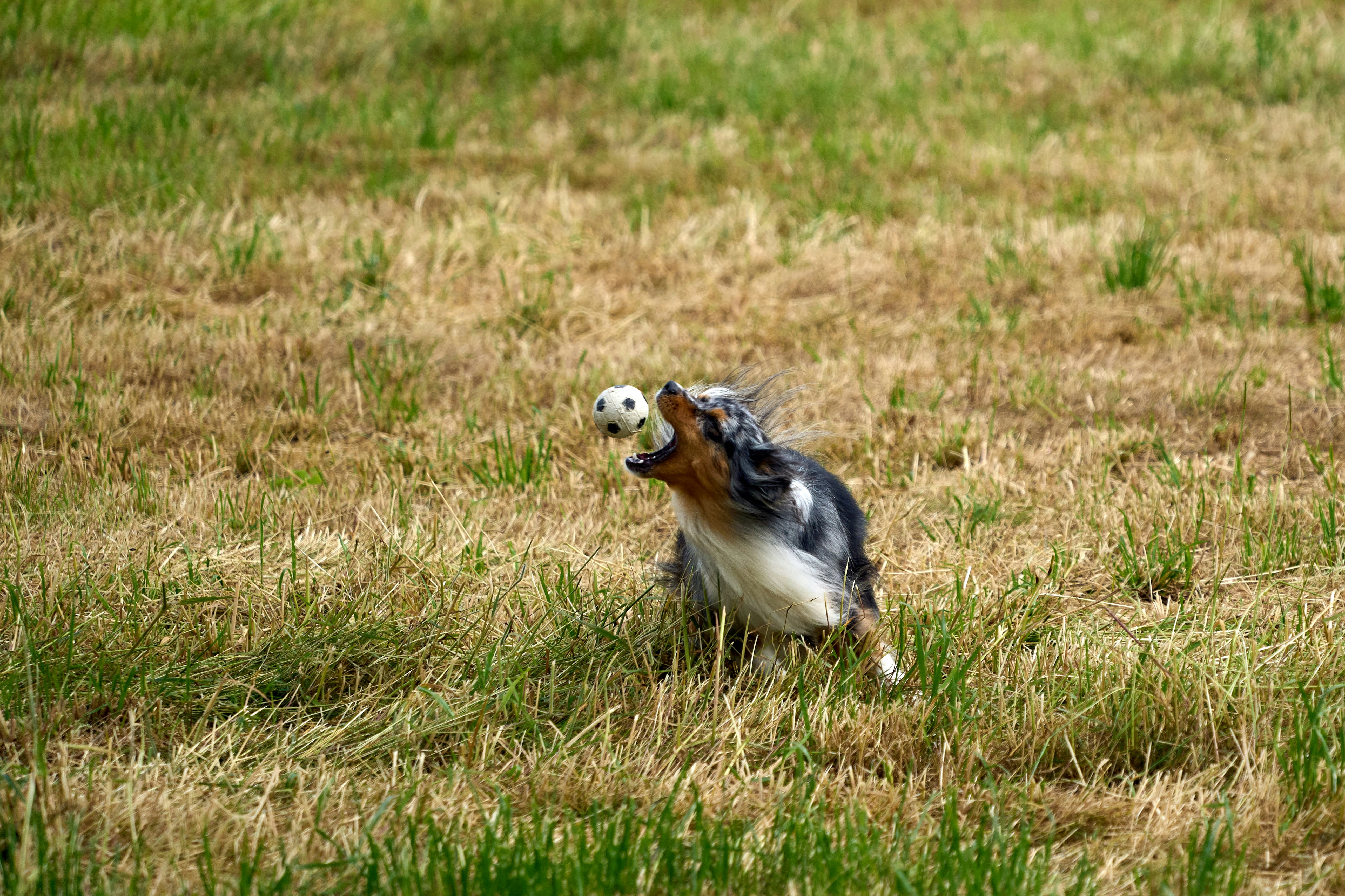 Pursuit in the Field: A Border Collie Leaps for a Flying Ball