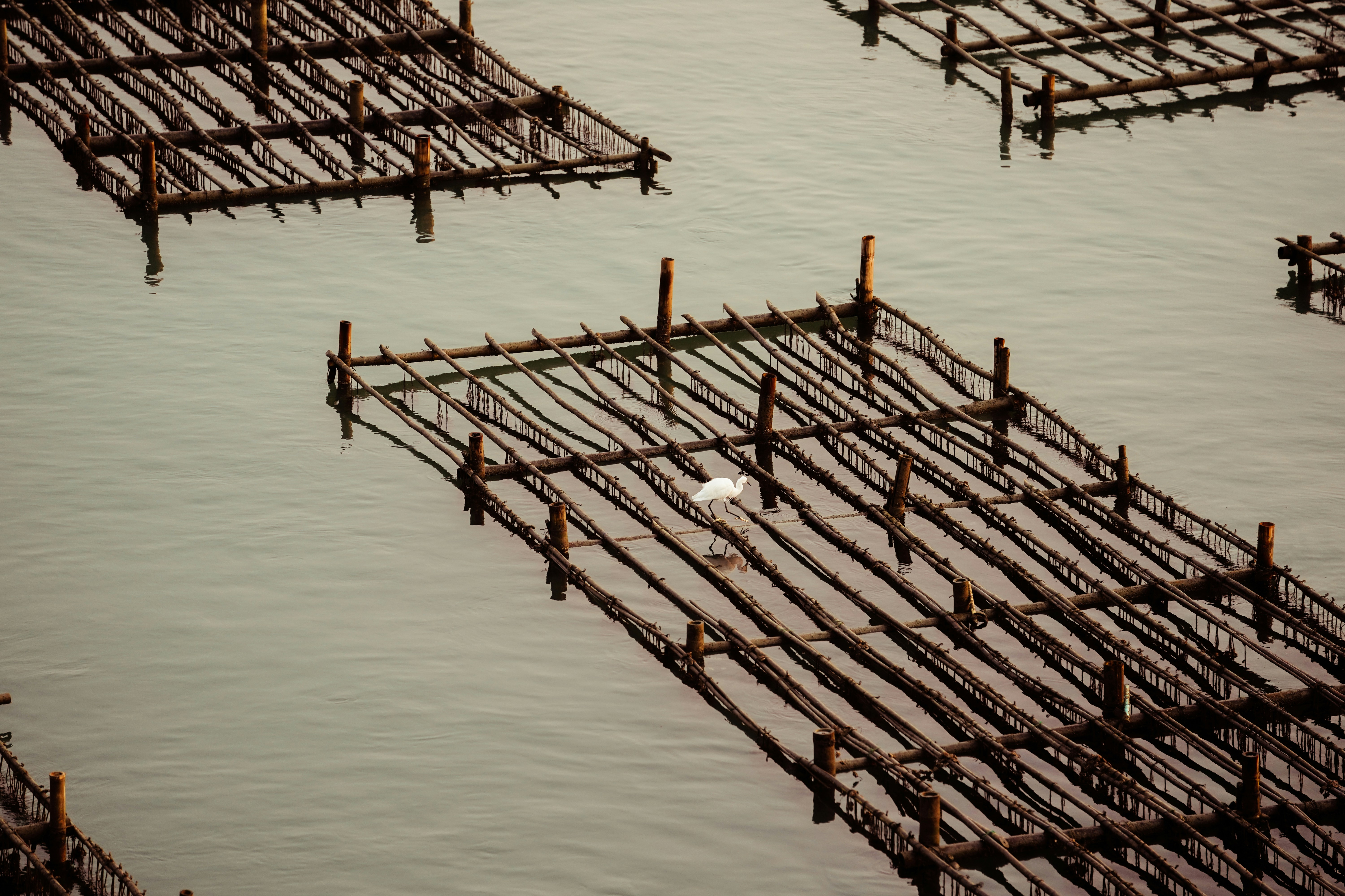 A bird on a dock photo – Free Sea Image on Unsplash