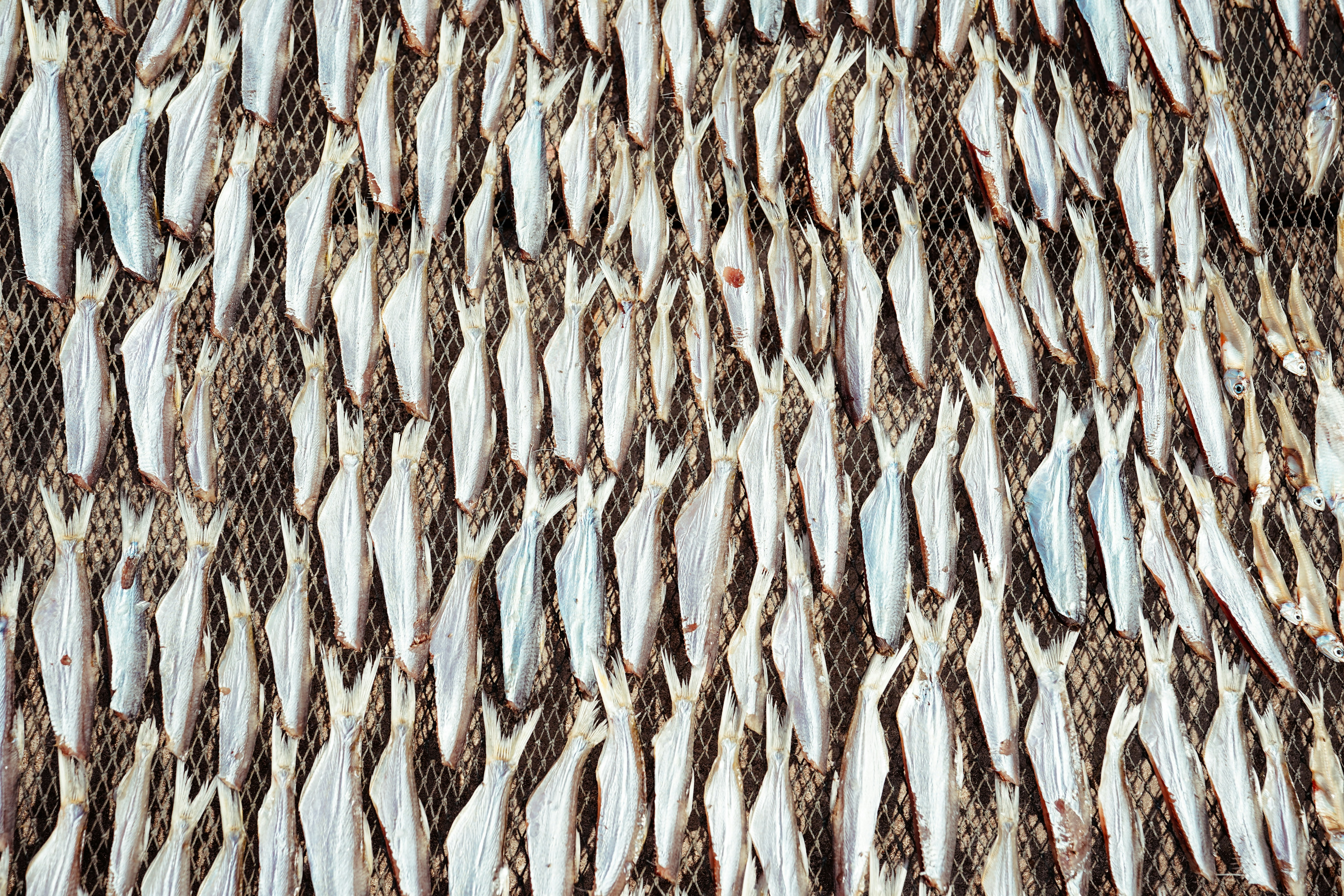 A pile of fish photo – Free Fish Image on Unsplash