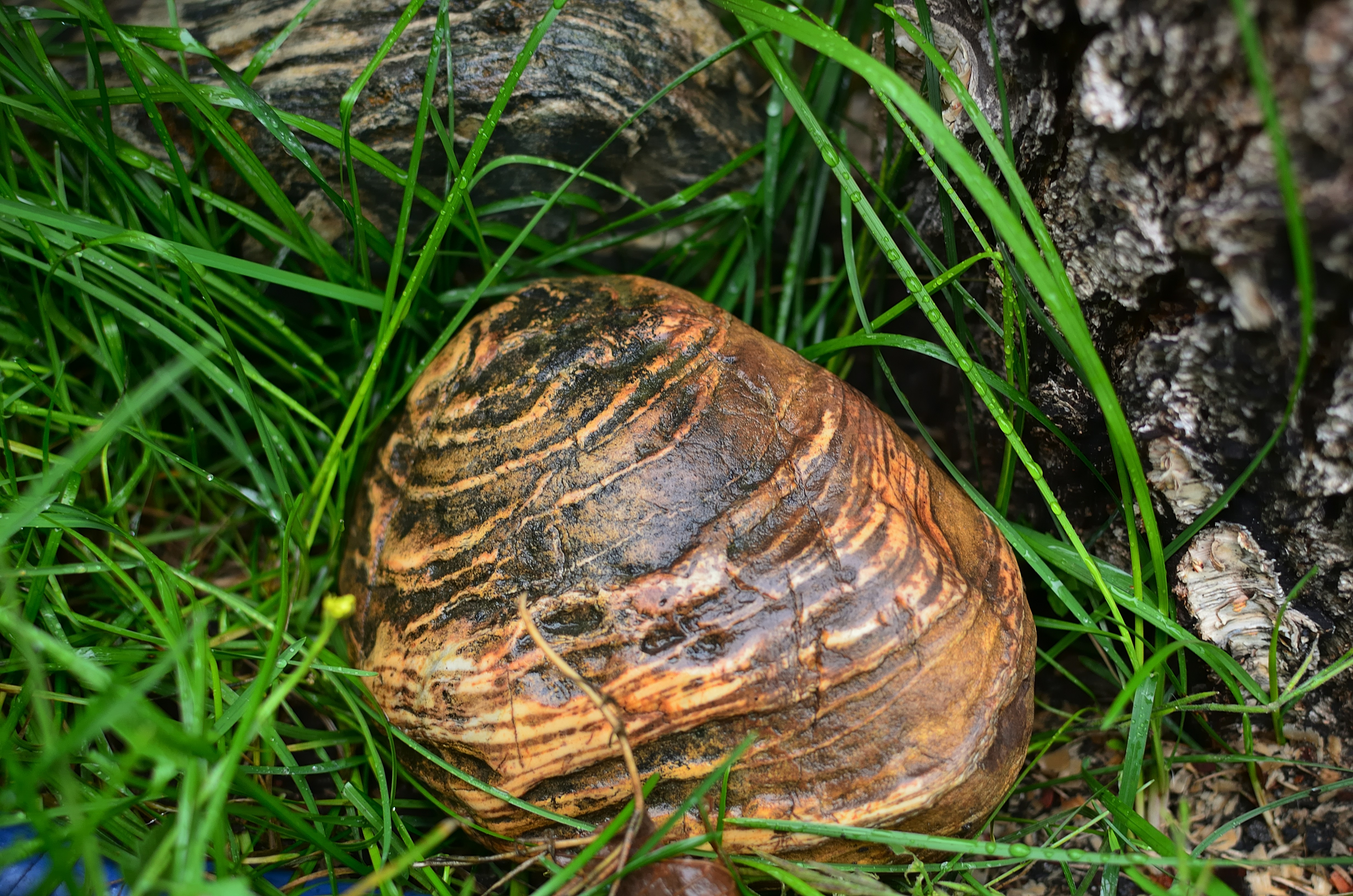 Striated Bracket Fungus Nestled in Grass by Weathered Bark