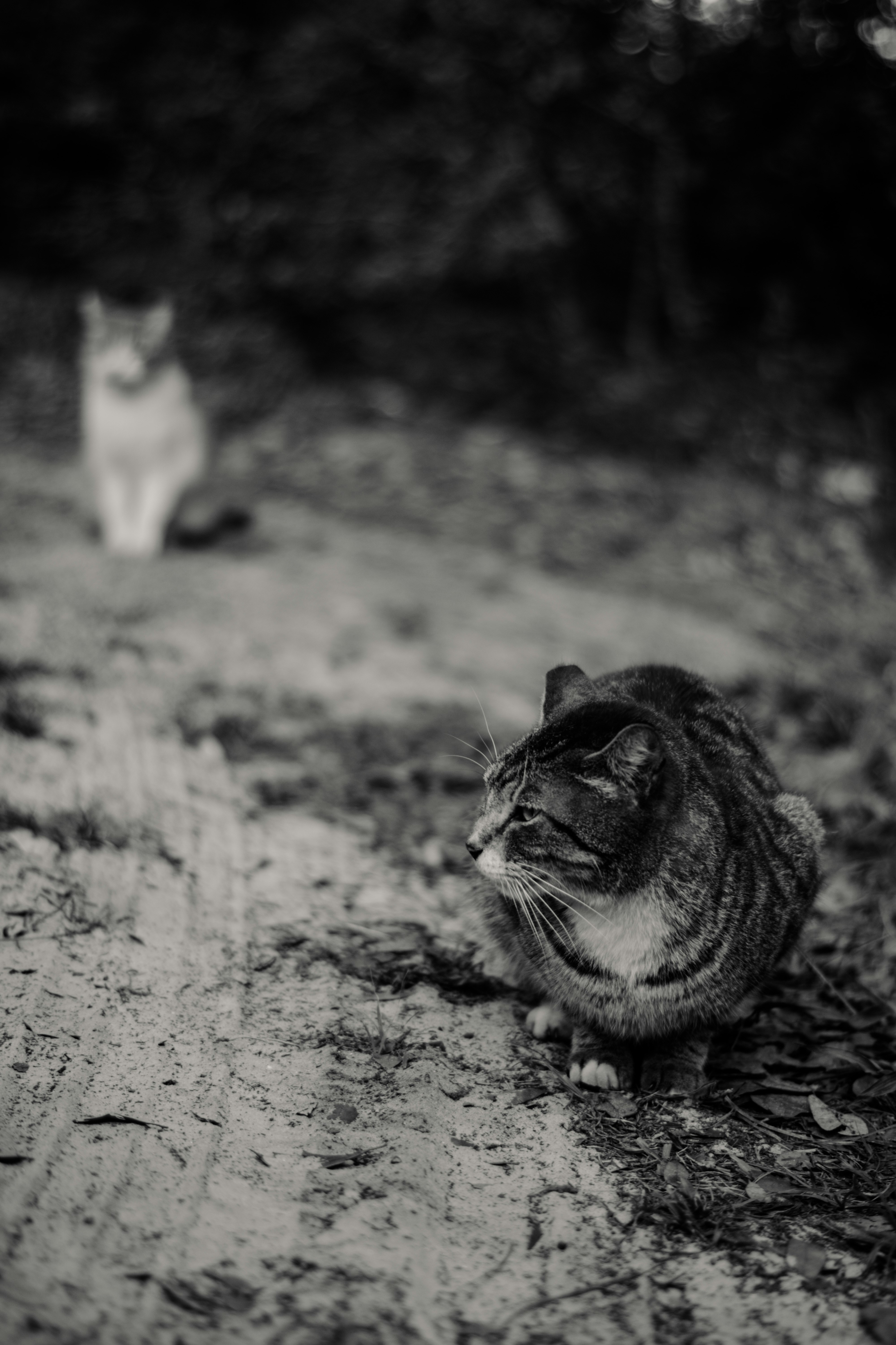 Ground-Level Portrait: A Focused Cat on a Quiet Monochrome Path