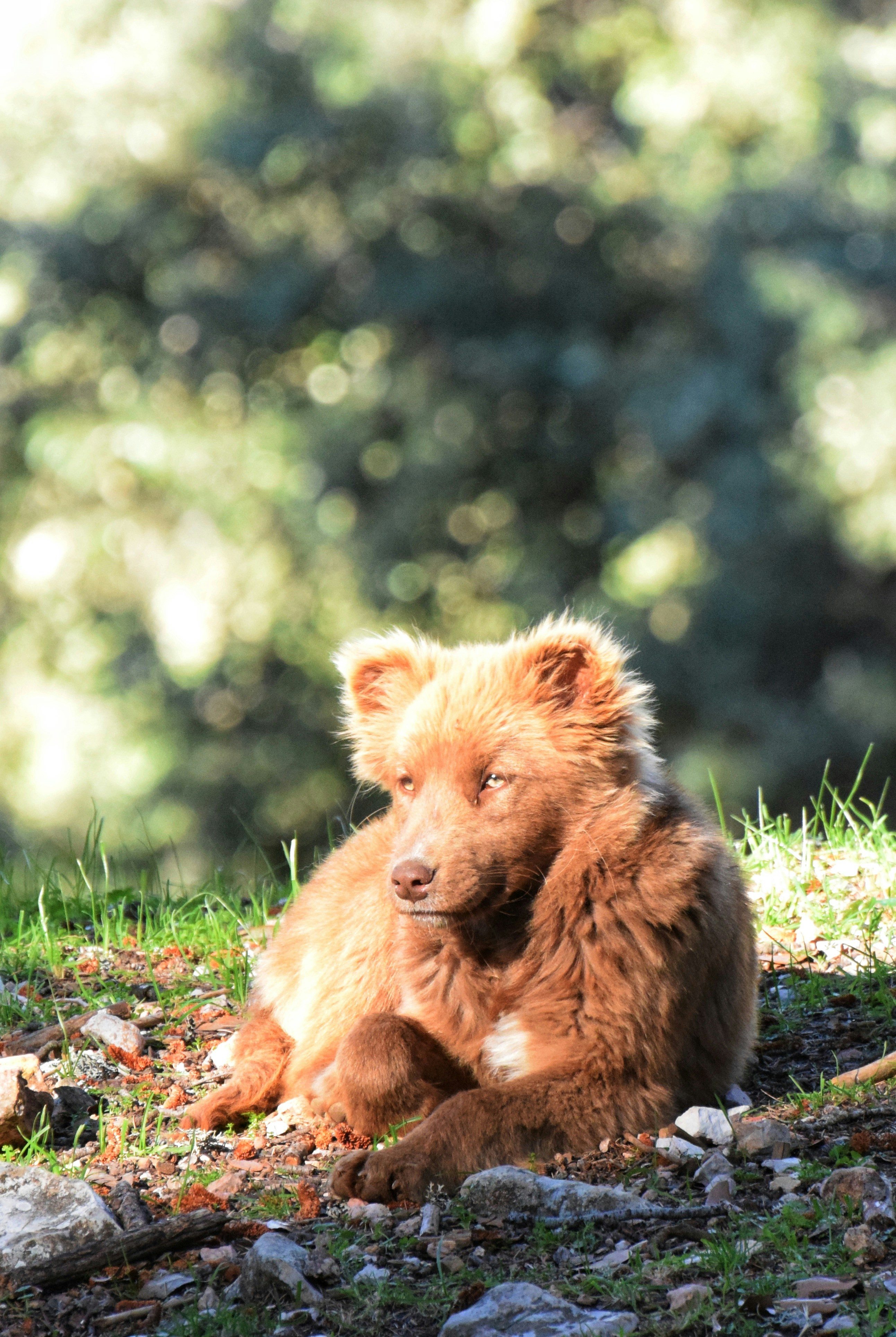 Sunlit Fox Kit Dozing Among Forest Rocks