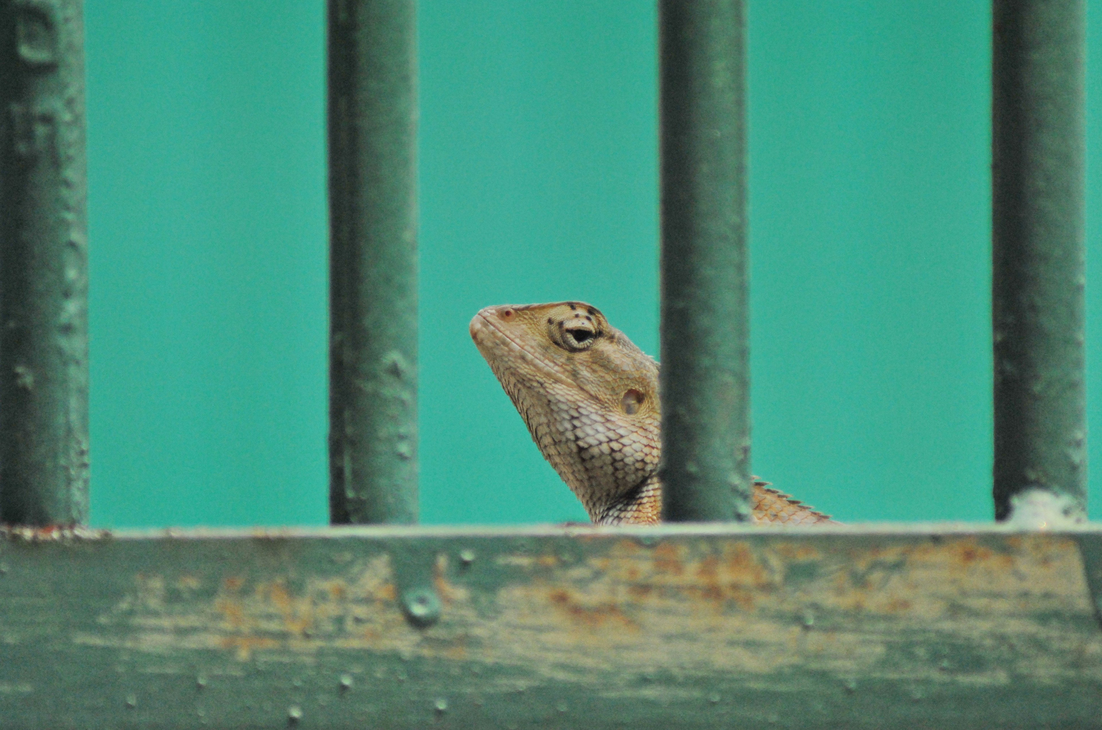 A lizard on a ledge photo – Free Lizard Image on Unsplash