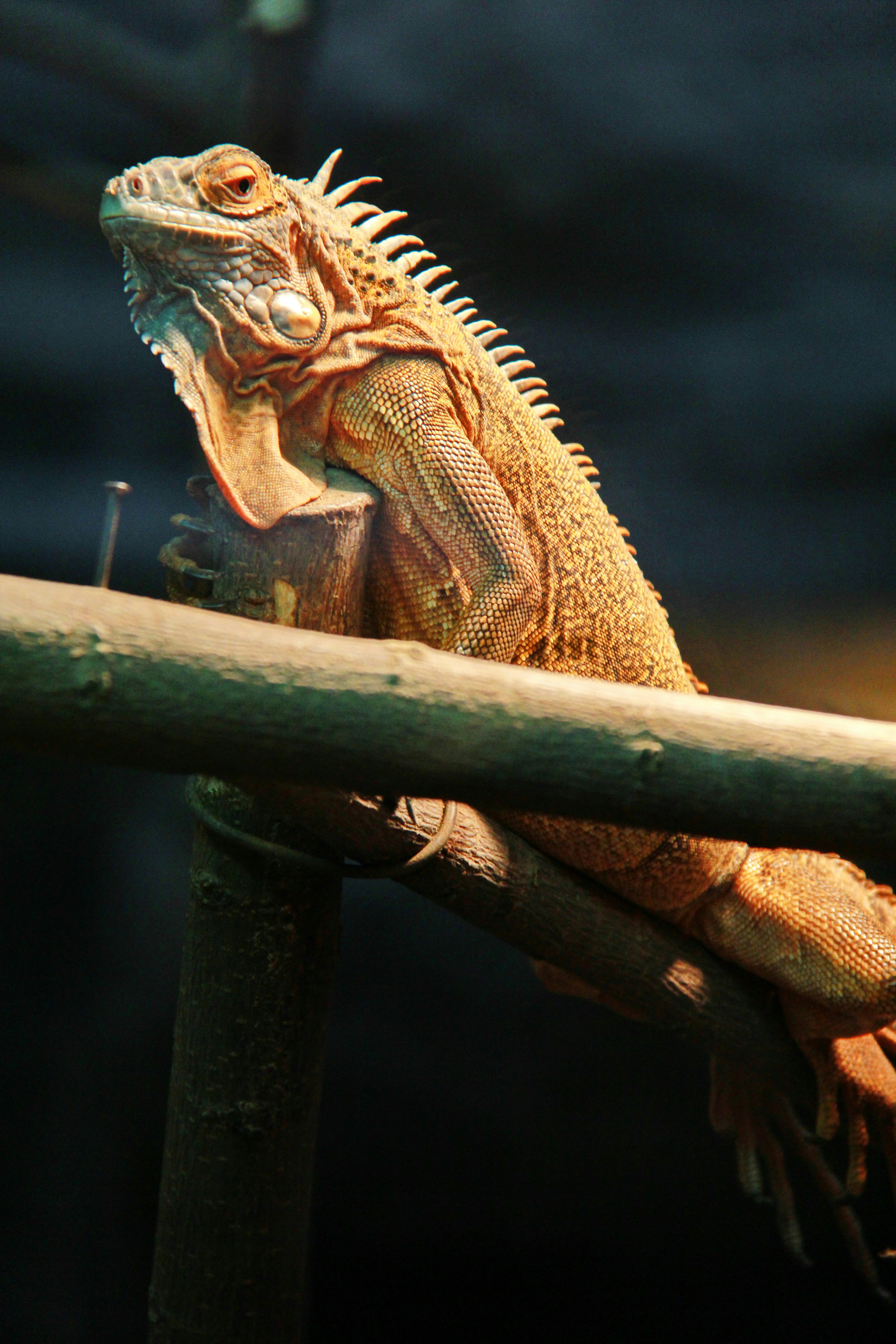 Rusted Barrier Guardian: A Bearded Dragon Perched Along a Rail
