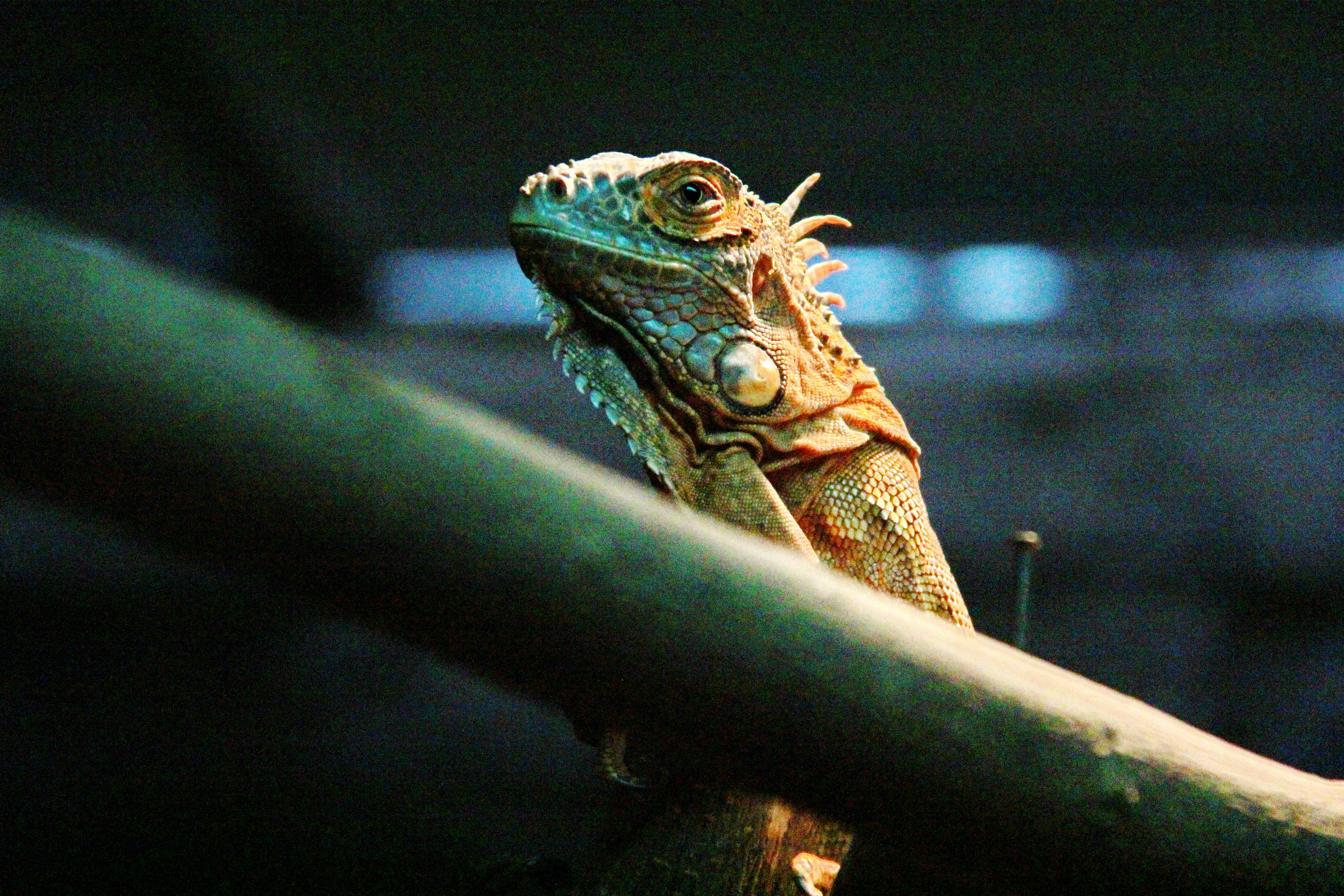 a frog on a branch