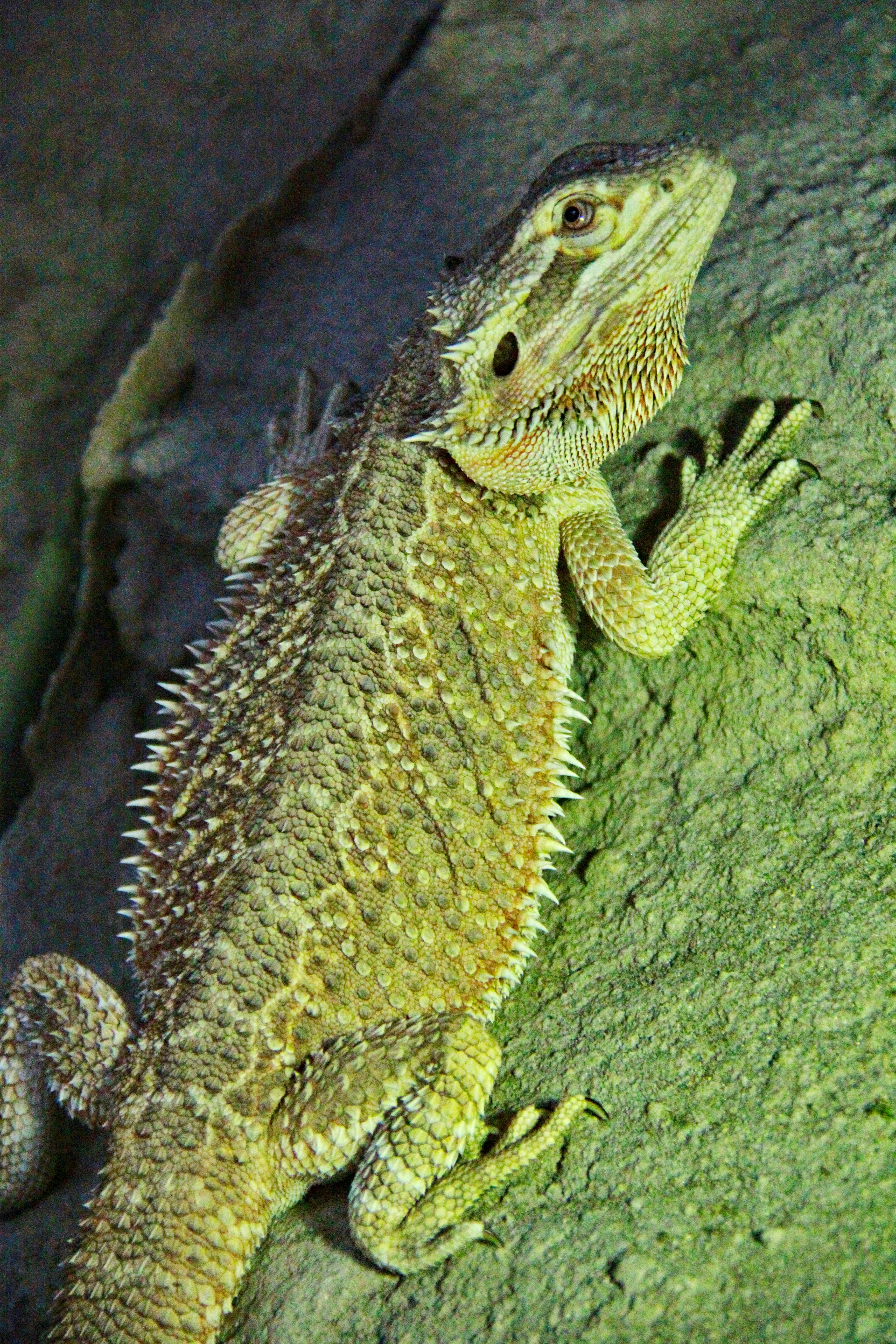 a lizard on a rock