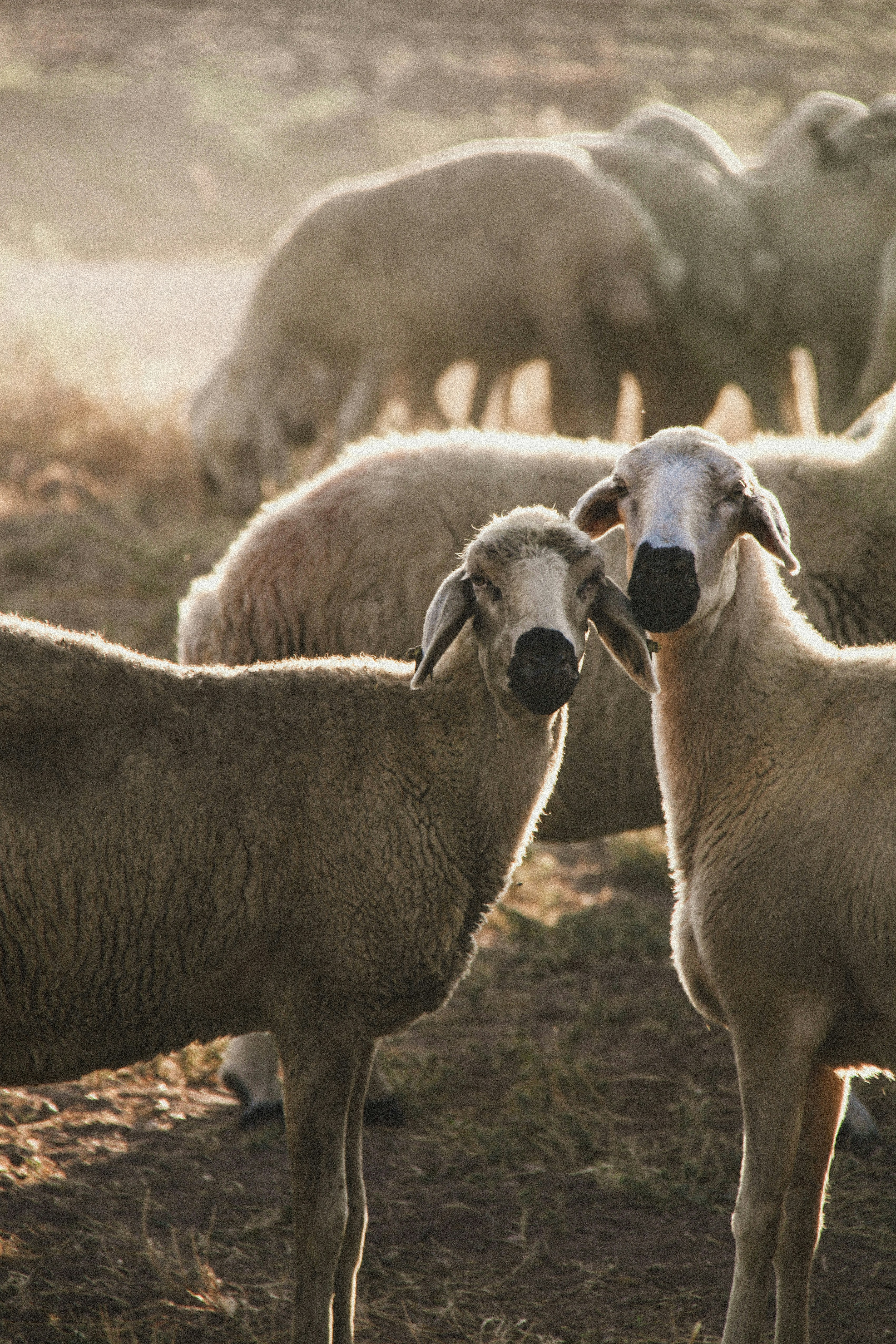 A group of sheep in a field photo – Free Turkey Image on Unsplash