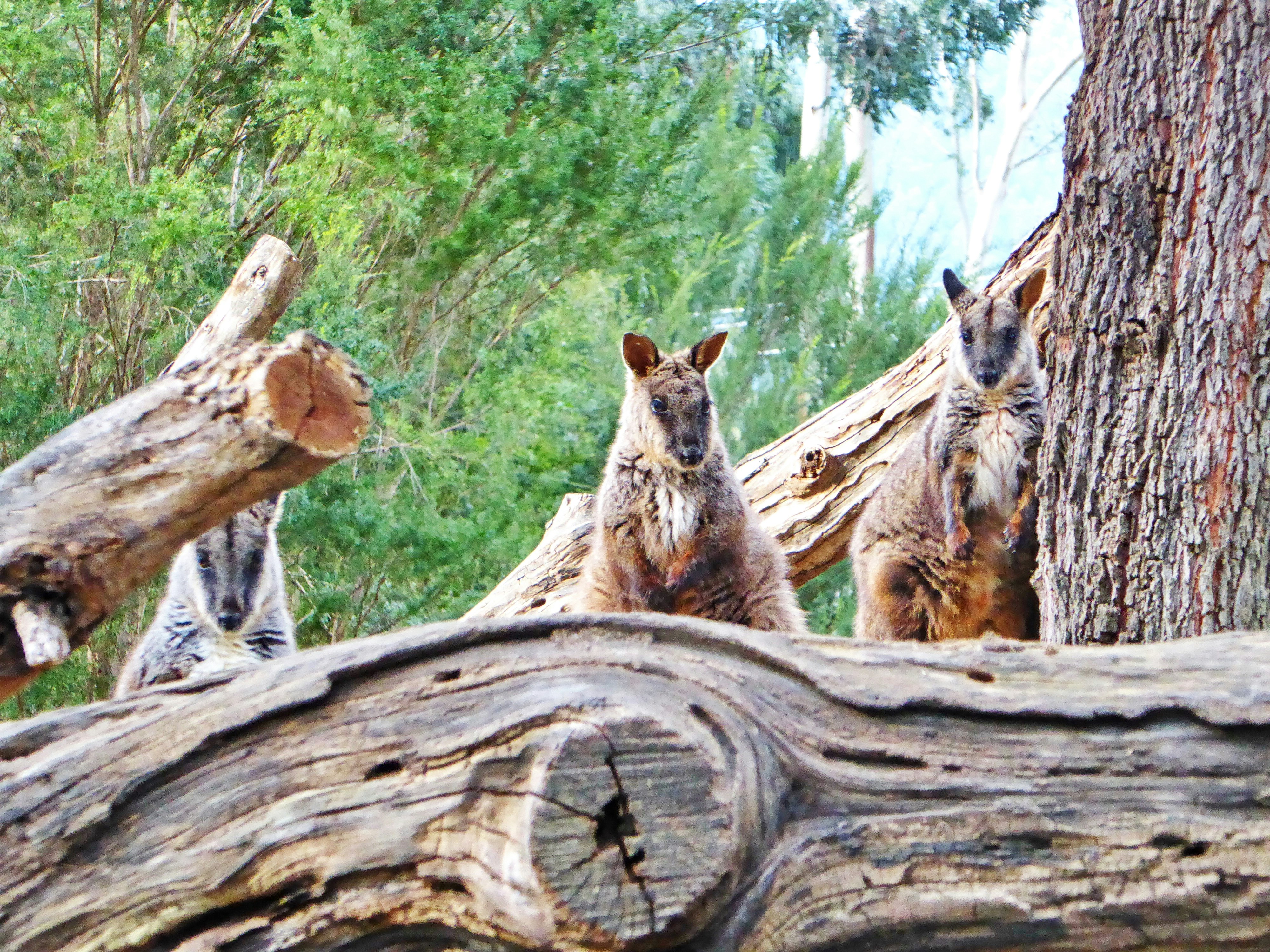 Three wallabies perched along a weathered log in a lush forest, with green foliage in the background. Natural daylight highlights the log’s rings and the fur texture.