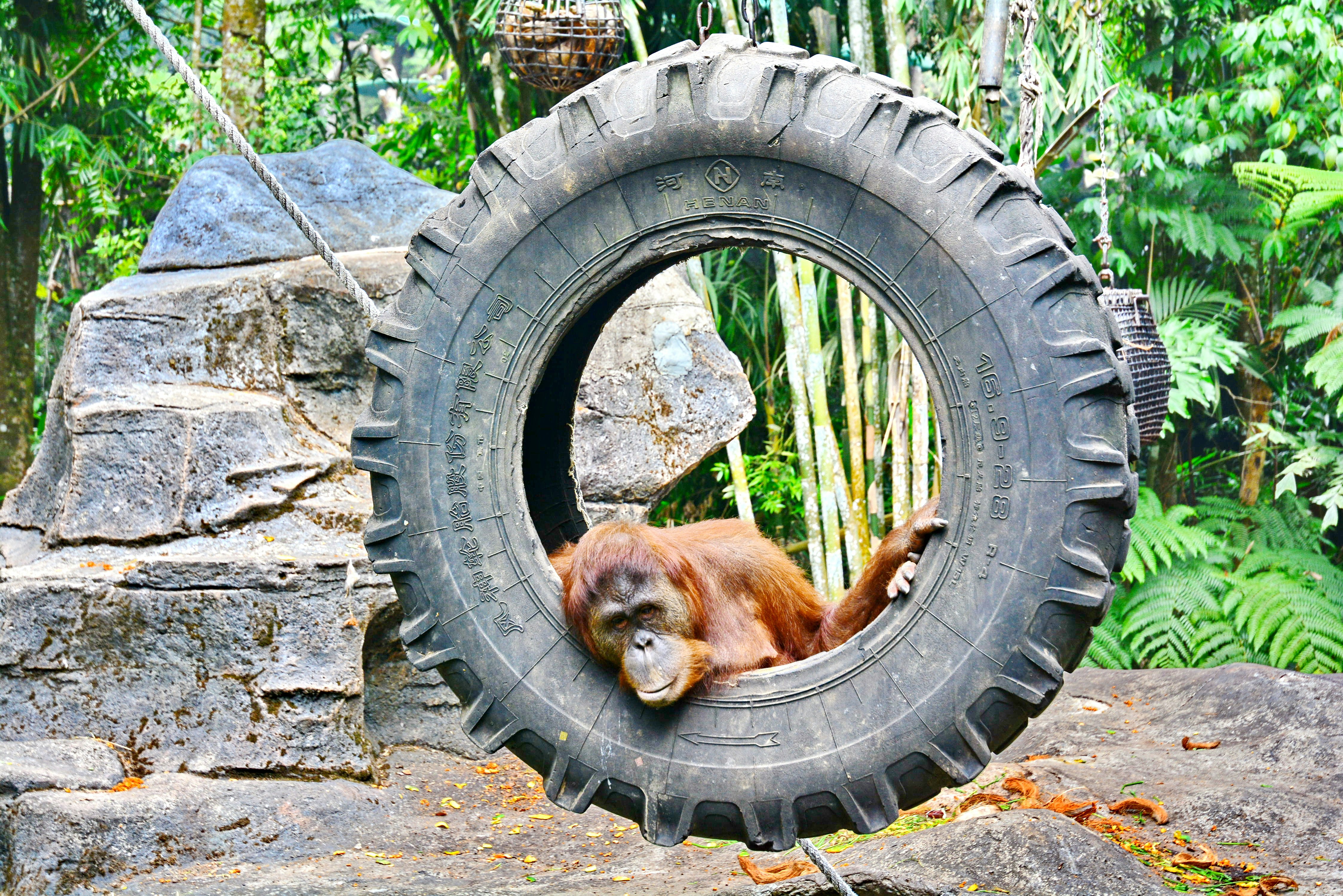 a cat lying in a tire
