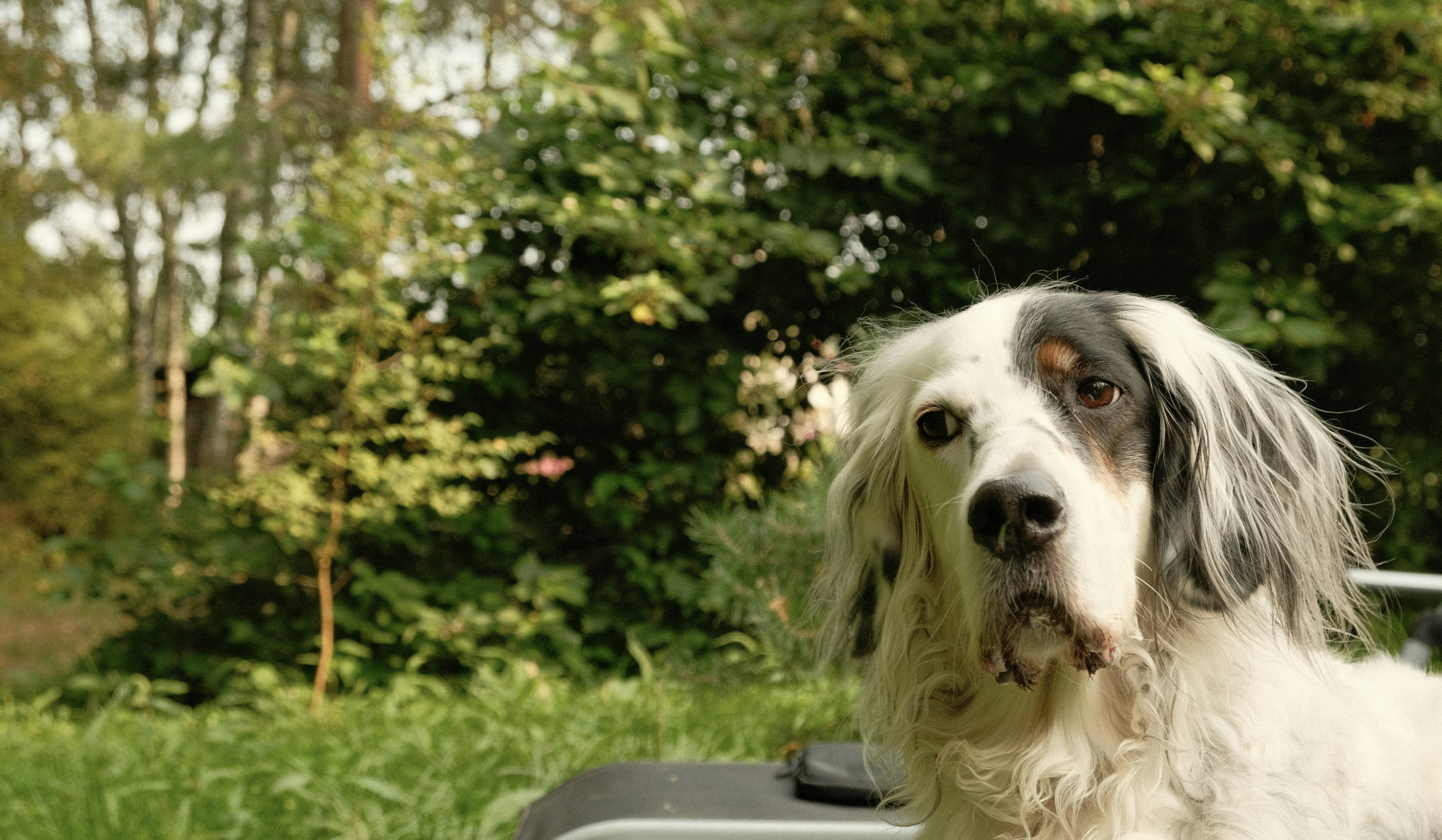 Dog Profile Picture Pictures | Download Free Images on Unsplash