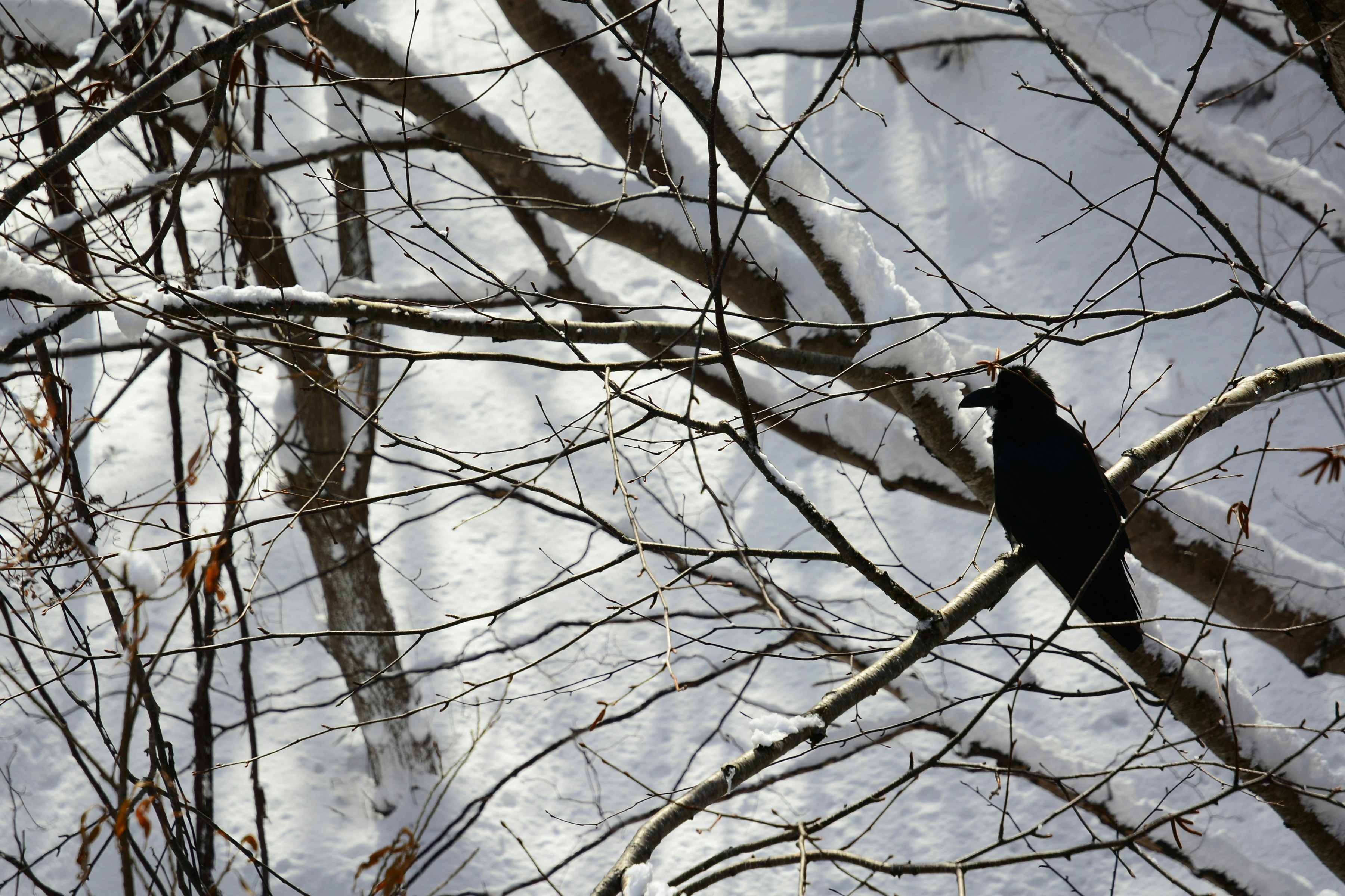 a bird sitting on a tree branch