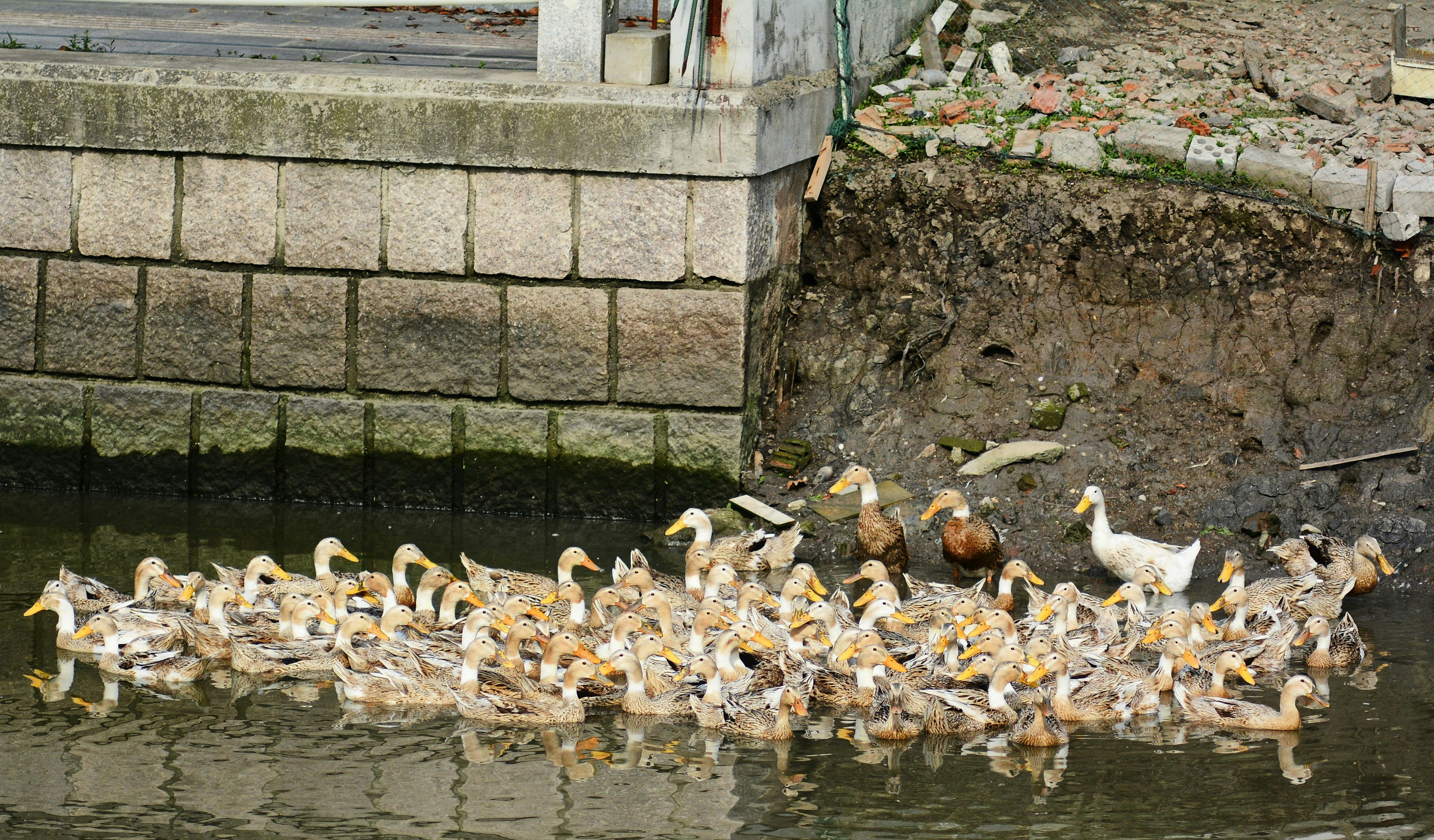 Harmony on the Water: A Gathering of Ducks