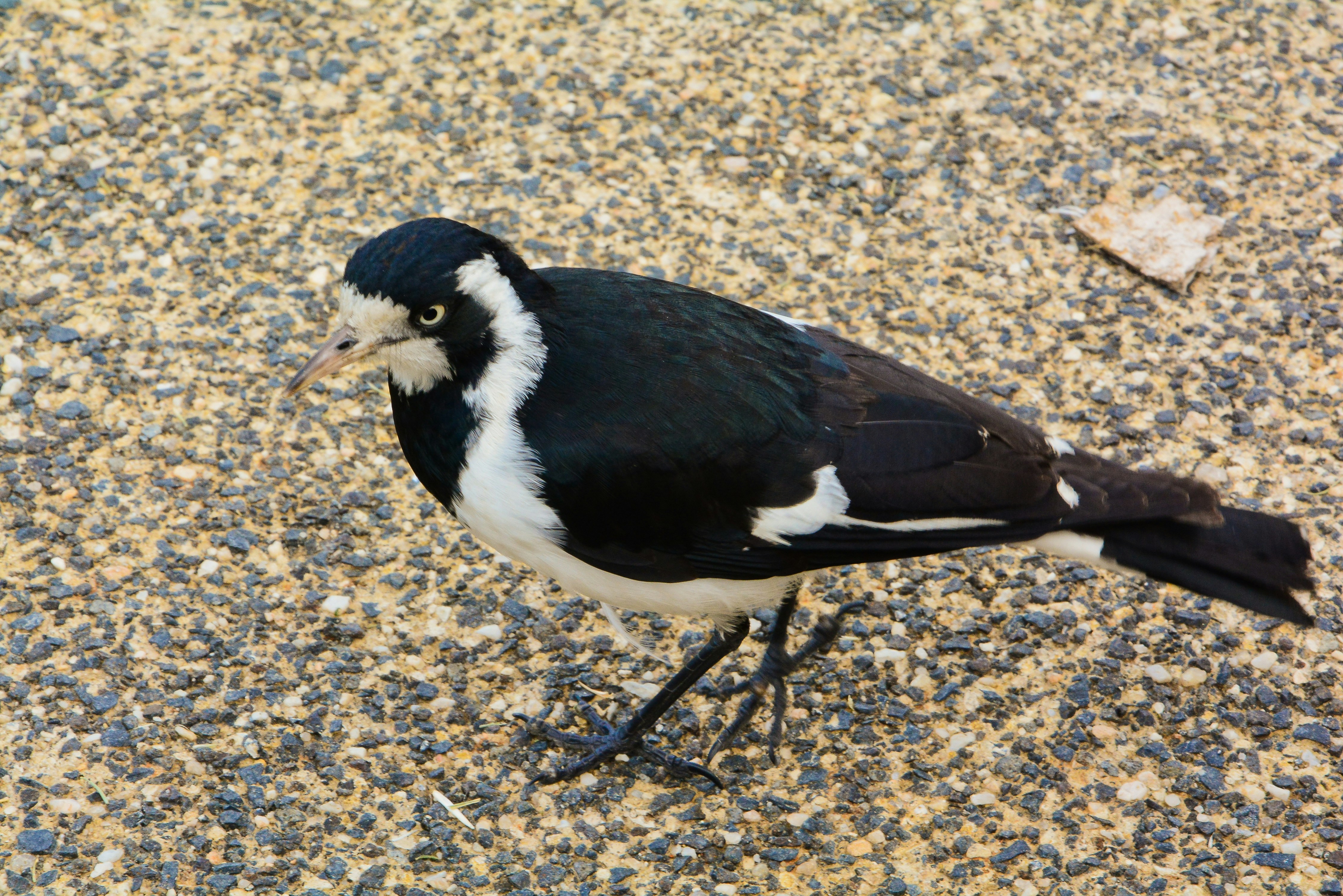 a black and white bird