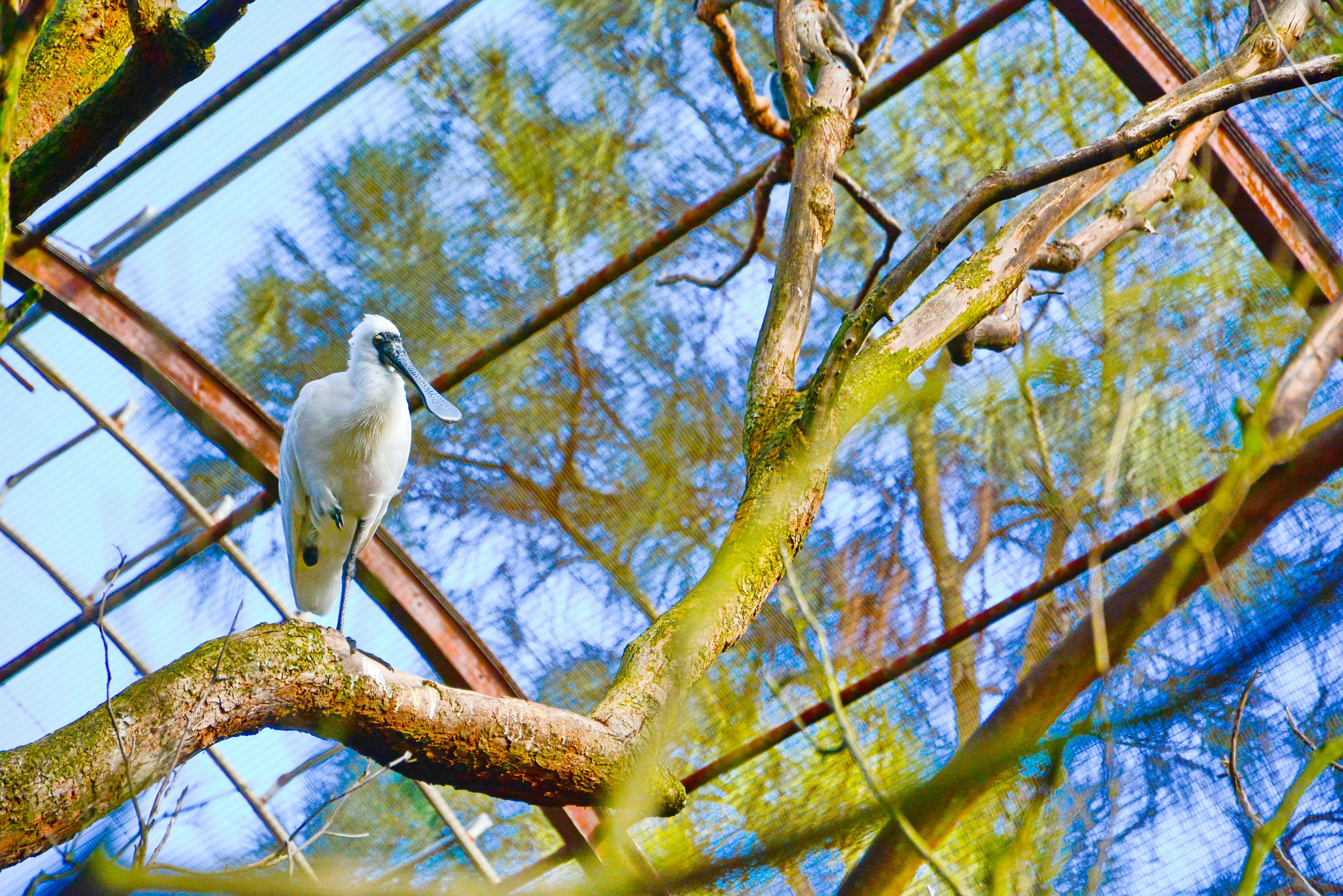 Egret on Glass: A Quiet Vigil Among Rusted Frames