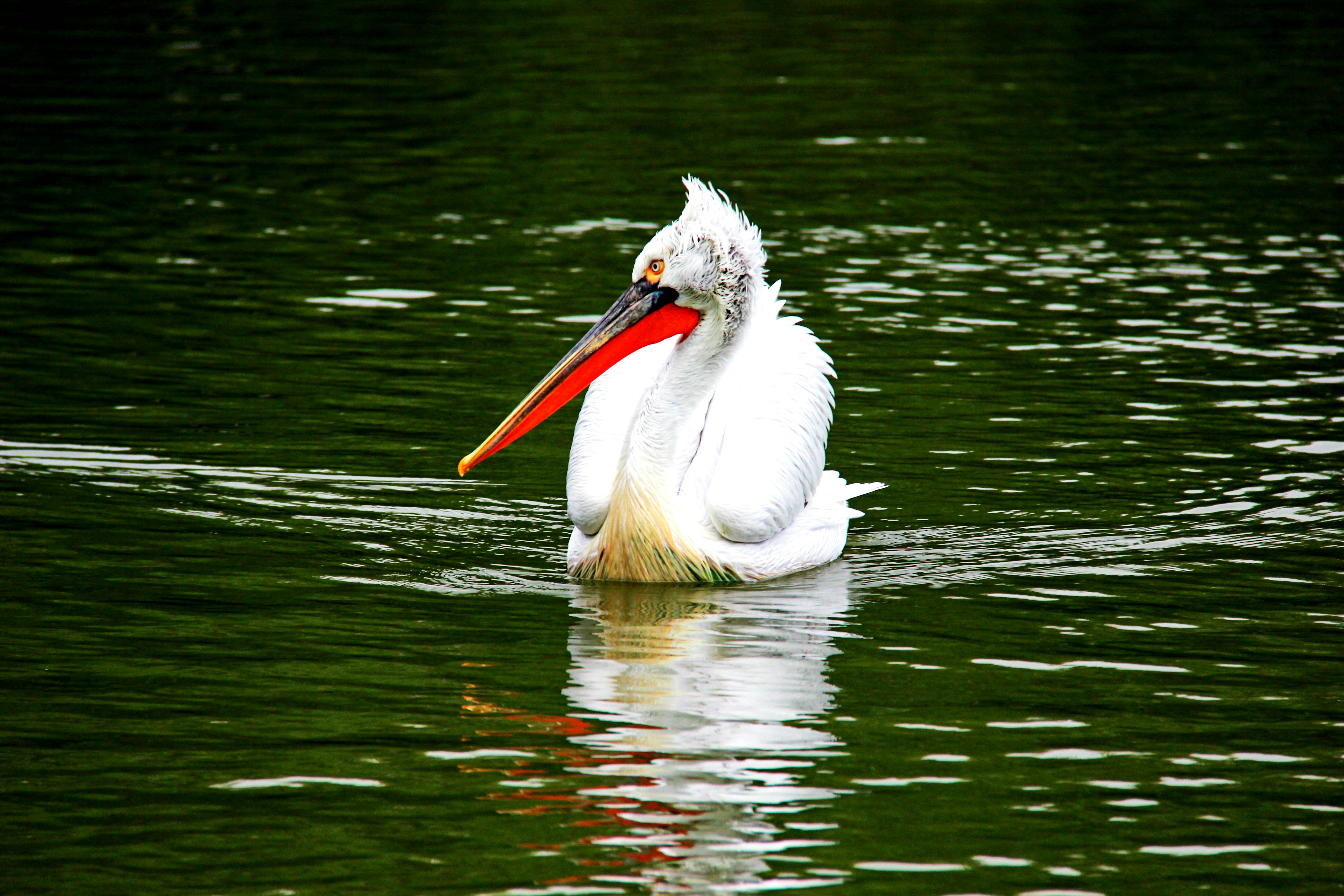 A bird swimming in water photo – Free Big bird Image on Unsplash