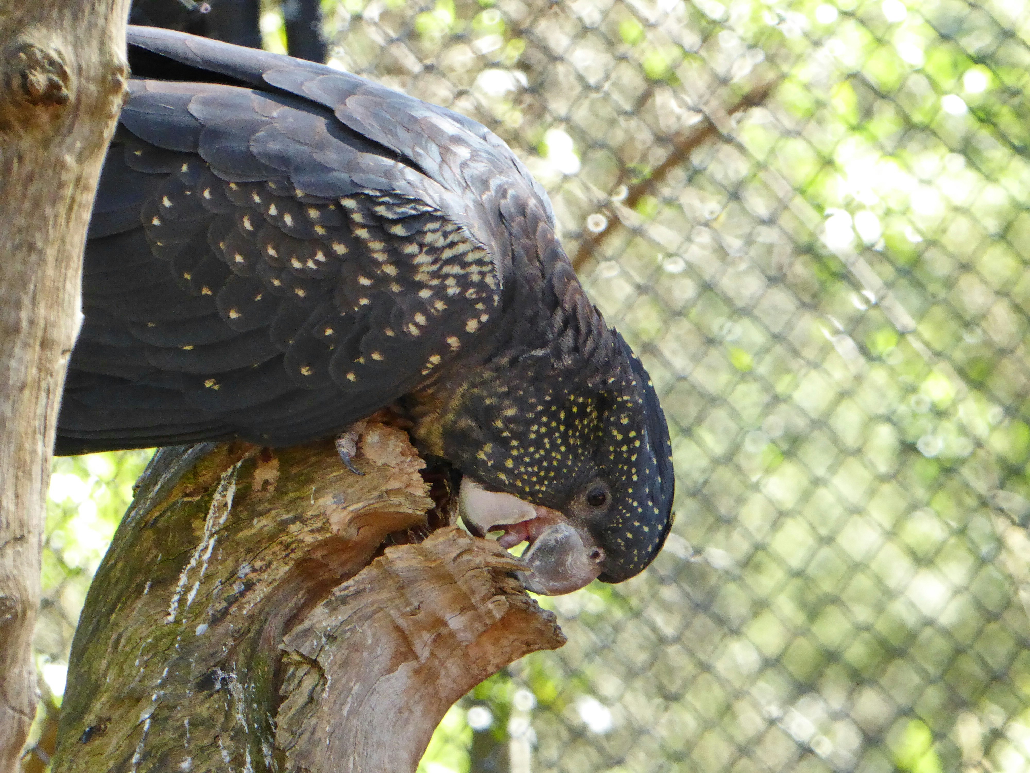 Kea bird skillfully pecking at a piece of wood, showcasing its intelligence and dexterity. The vibrant speckles on its feathers contrast with the natural surroundings.