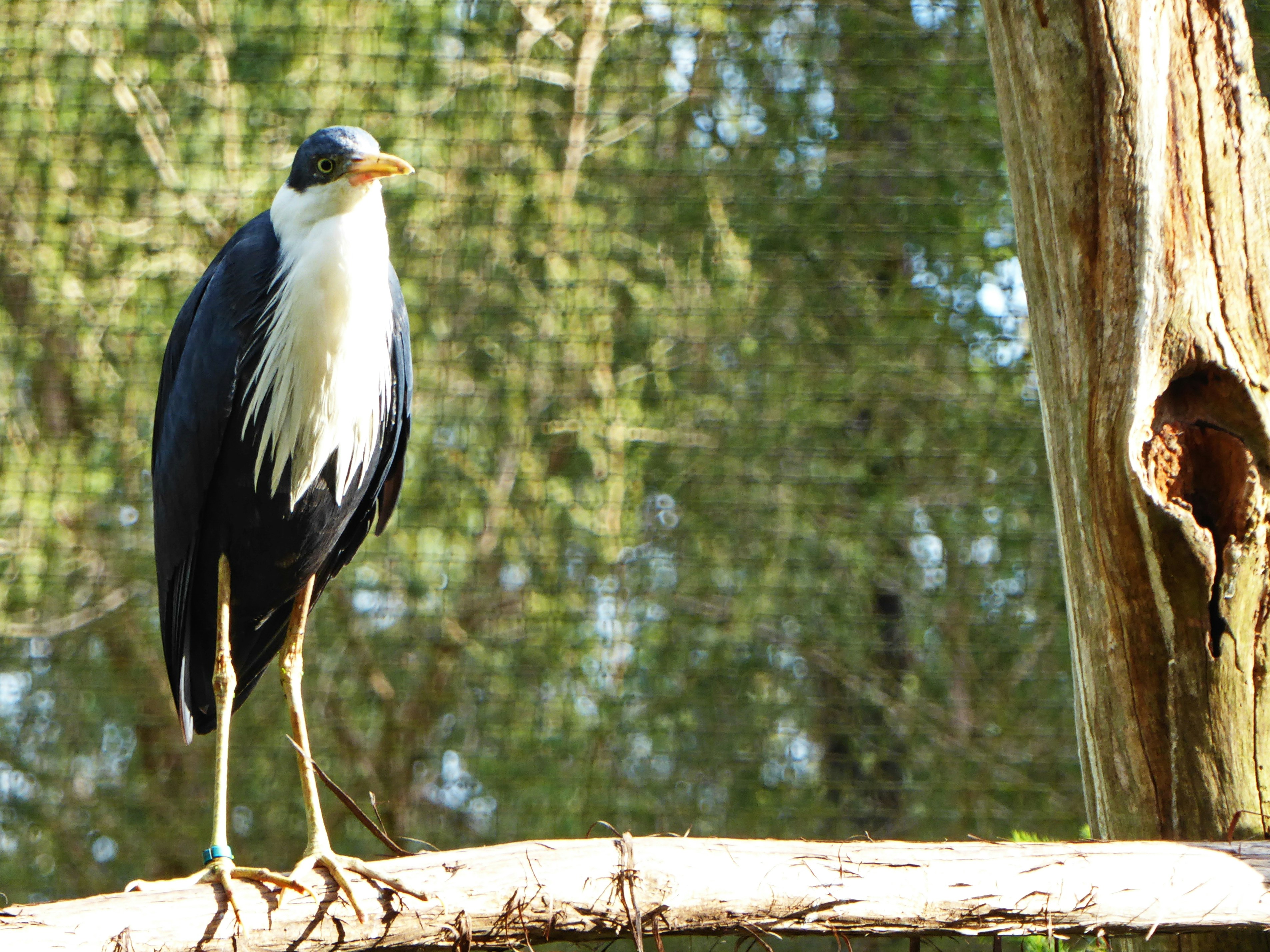 A heron perched gracefully on a branch, surrounded by a verdant backdrop. The bird's striking plumage contrasts beautifully with the natural setting.
