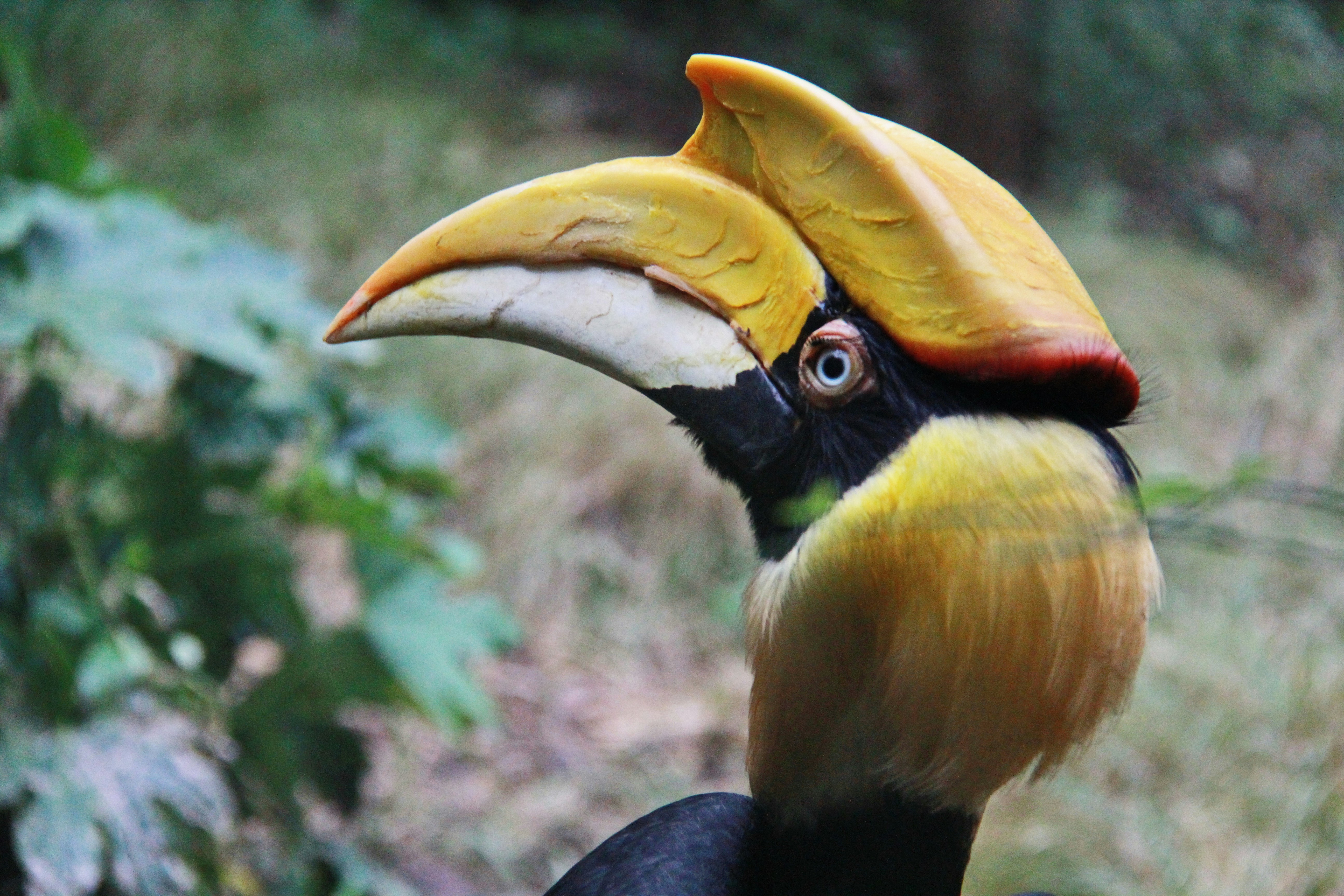 Close-up of a hornbill showcasing its vibrant beak and striking features amidst lush greenery.
