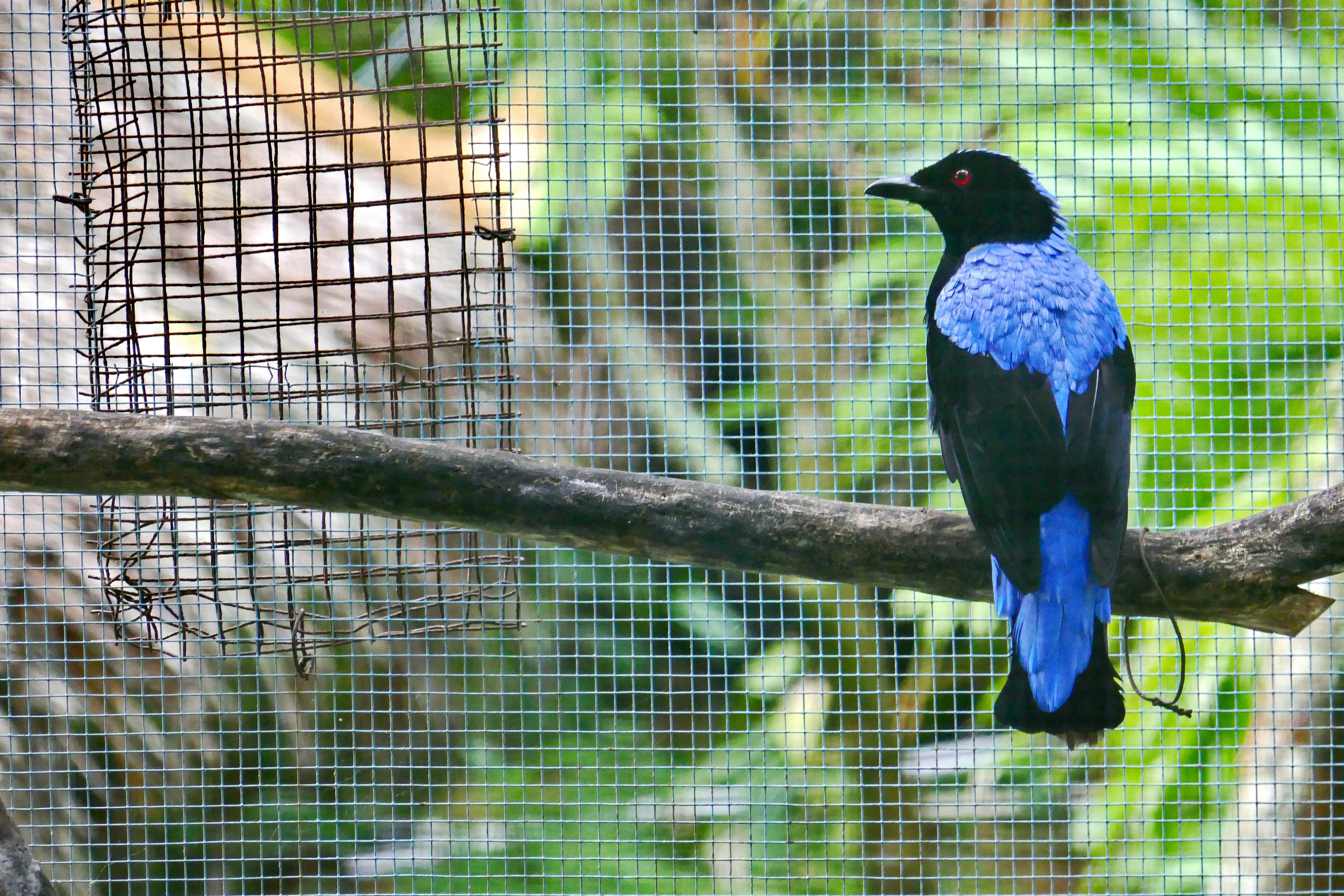 Vibrantly colored bird perched on a branch, surrounded by lush greenery and a mesh background.
