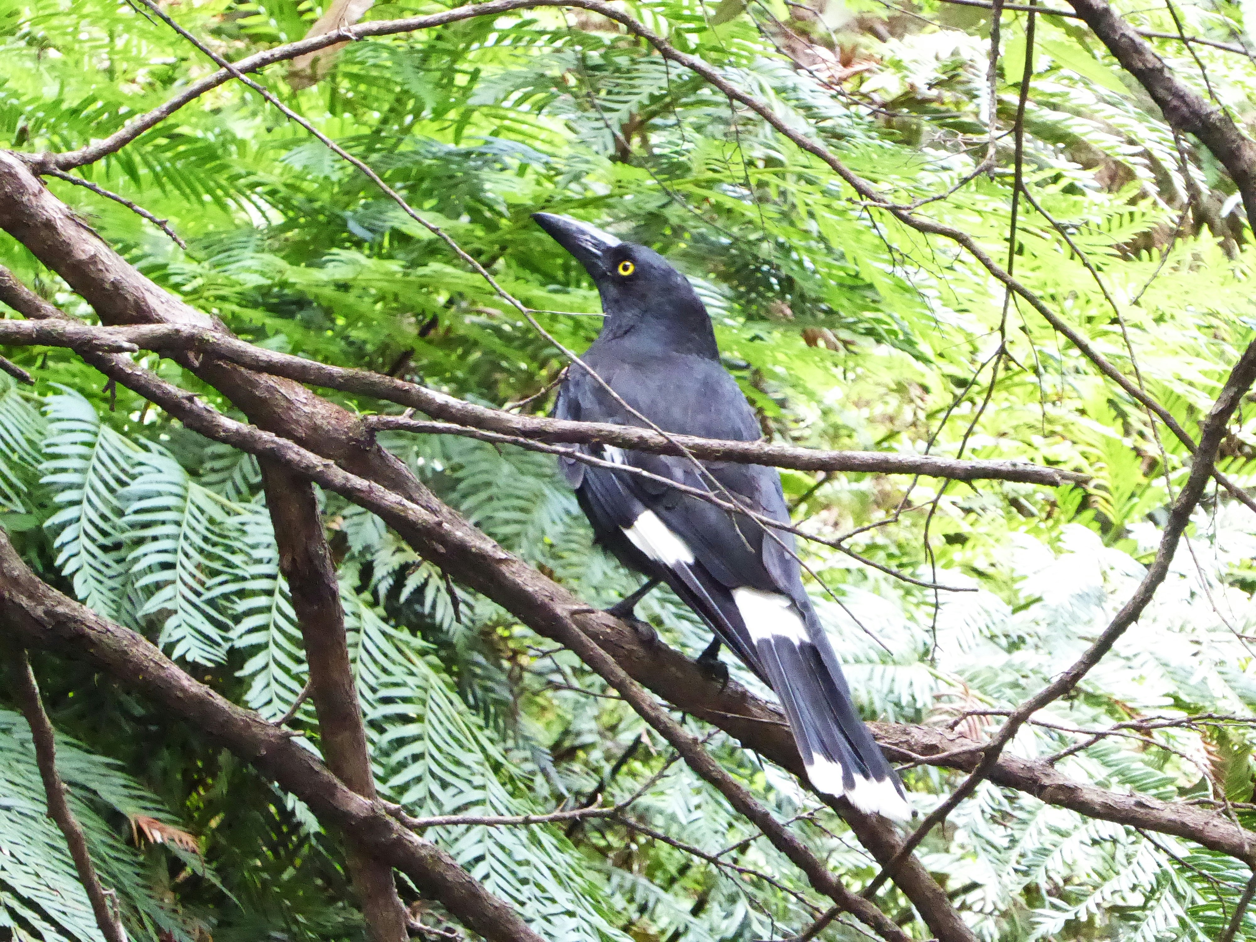 A black bird with striking yellow eyes perches among lush green ferns and branches, observing its surroundings.