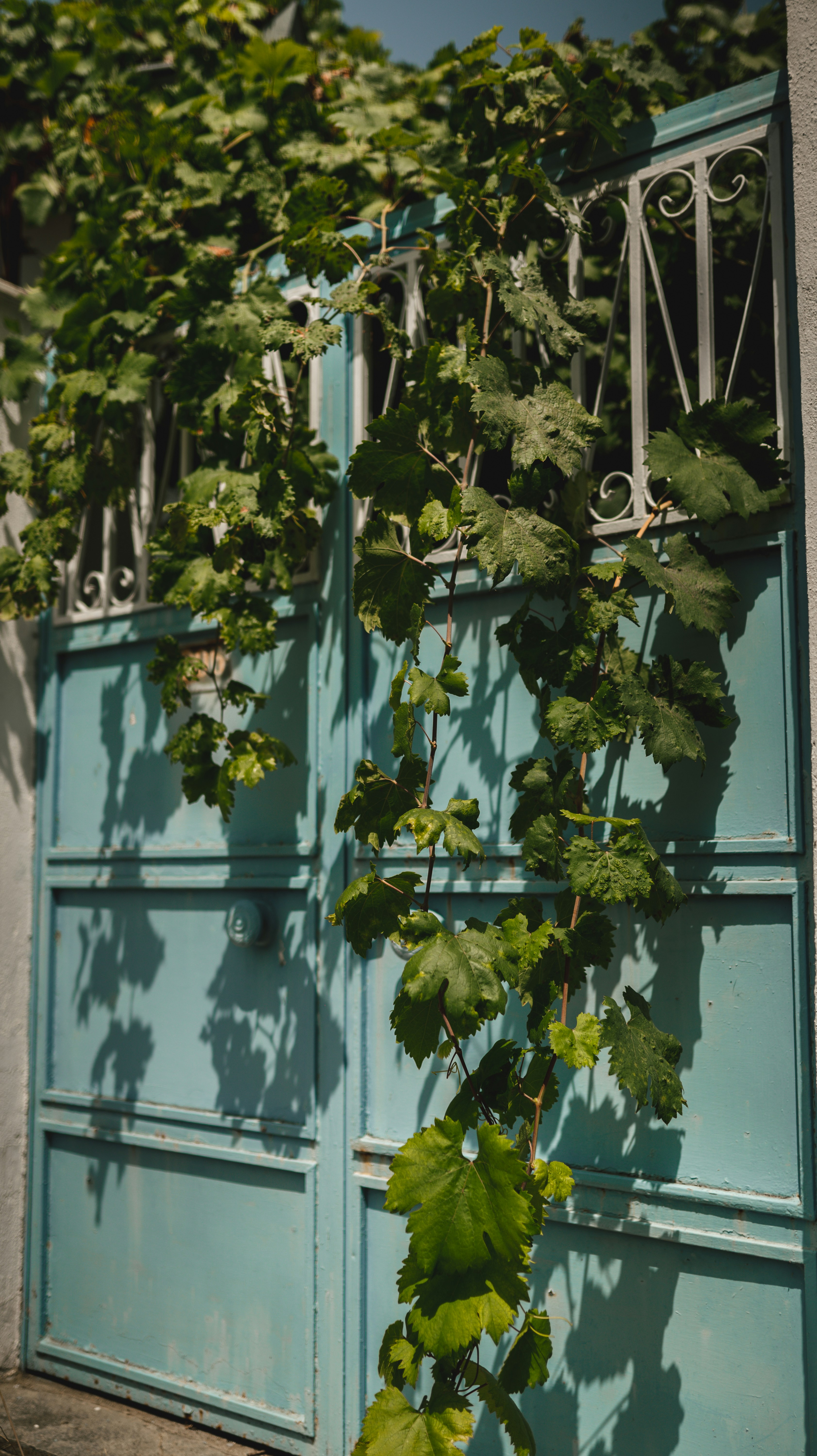 Verdant Veil Draped Over a Teal Gate