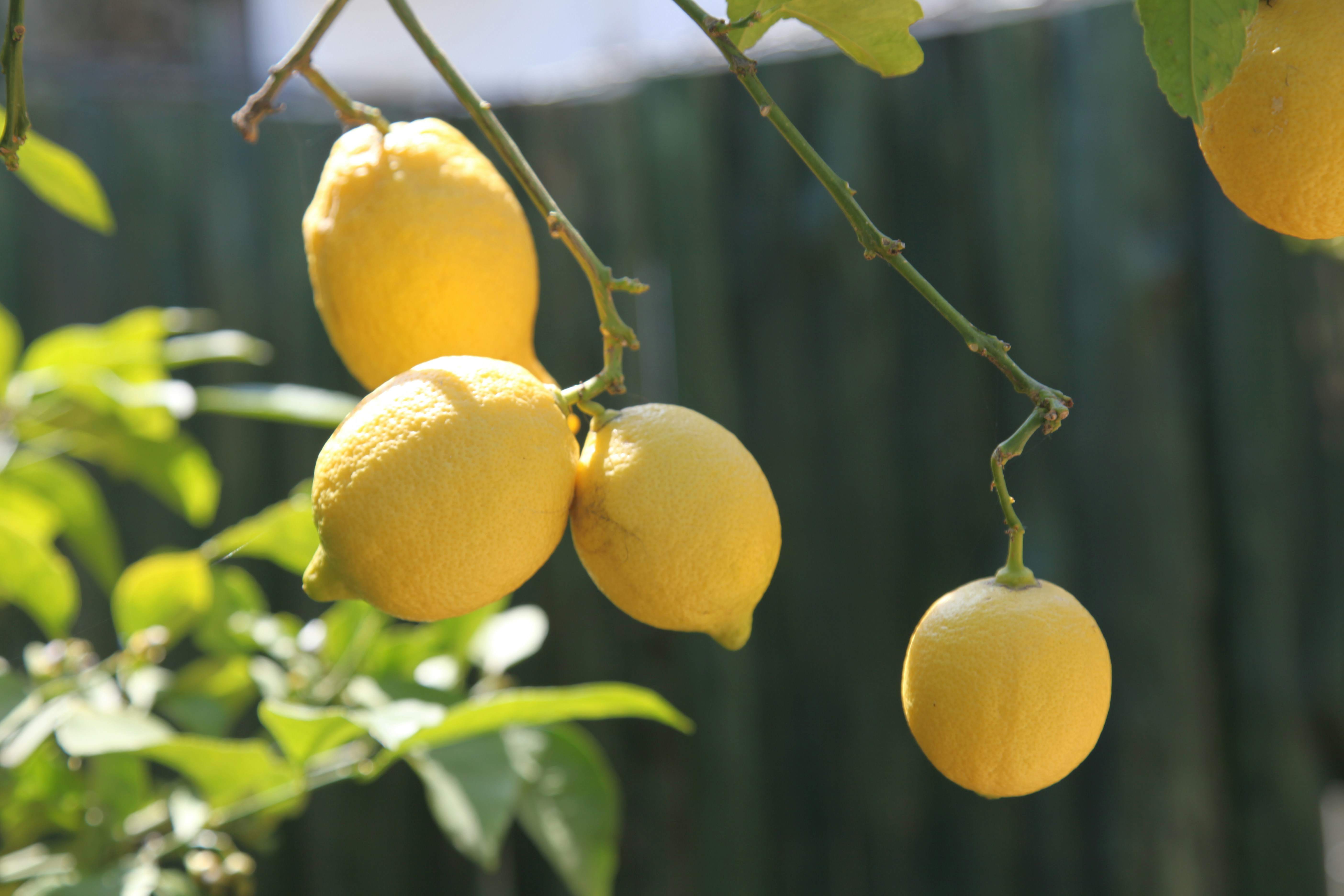 Sunlit Lemon Cluster on a Quiet Backyard Branch