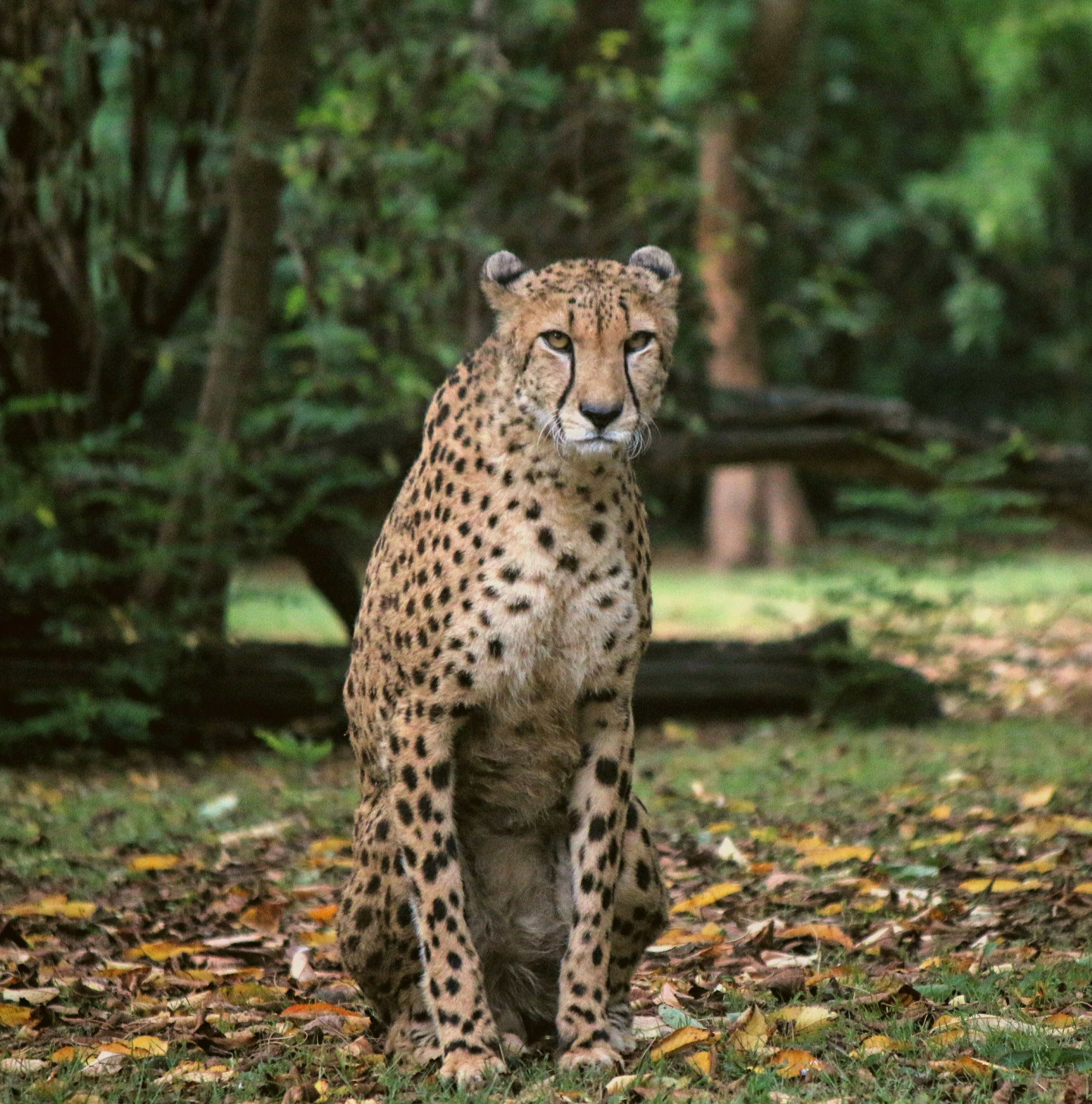 A leopard in the woods photo – Free Forest Image on Unsplash