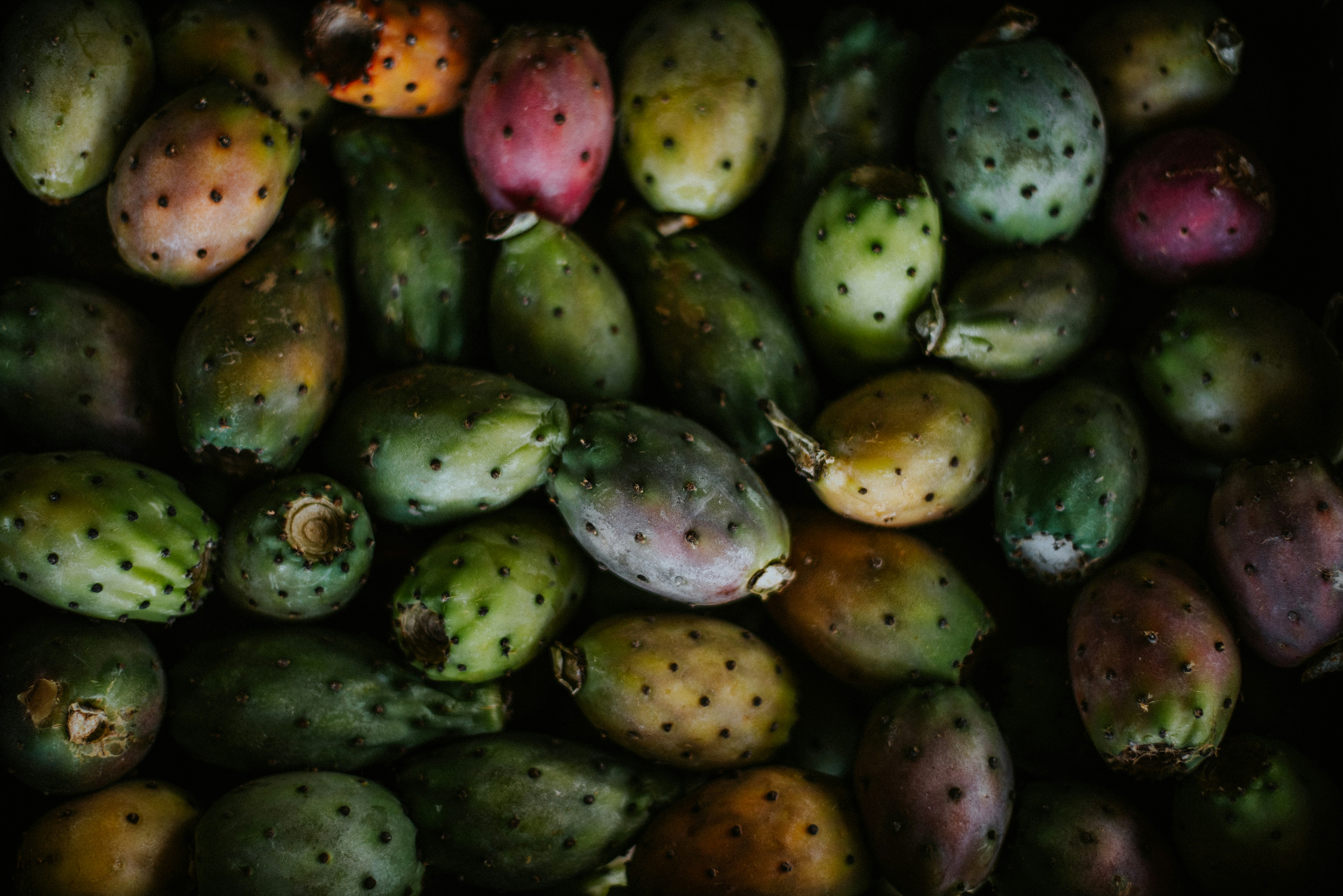 Vibrant prickly pears display a spectrum of greens, yellows, and purples, creating a textured and colorful pattern.